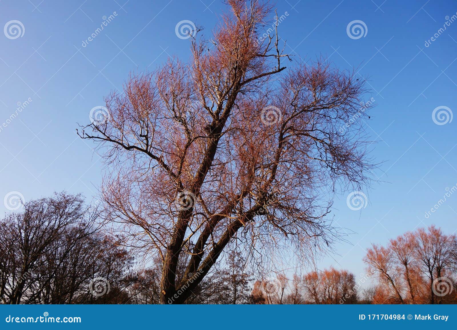 The Sun Reflecting on Trees at Sunset Stock Photo - Image of reflecting ...