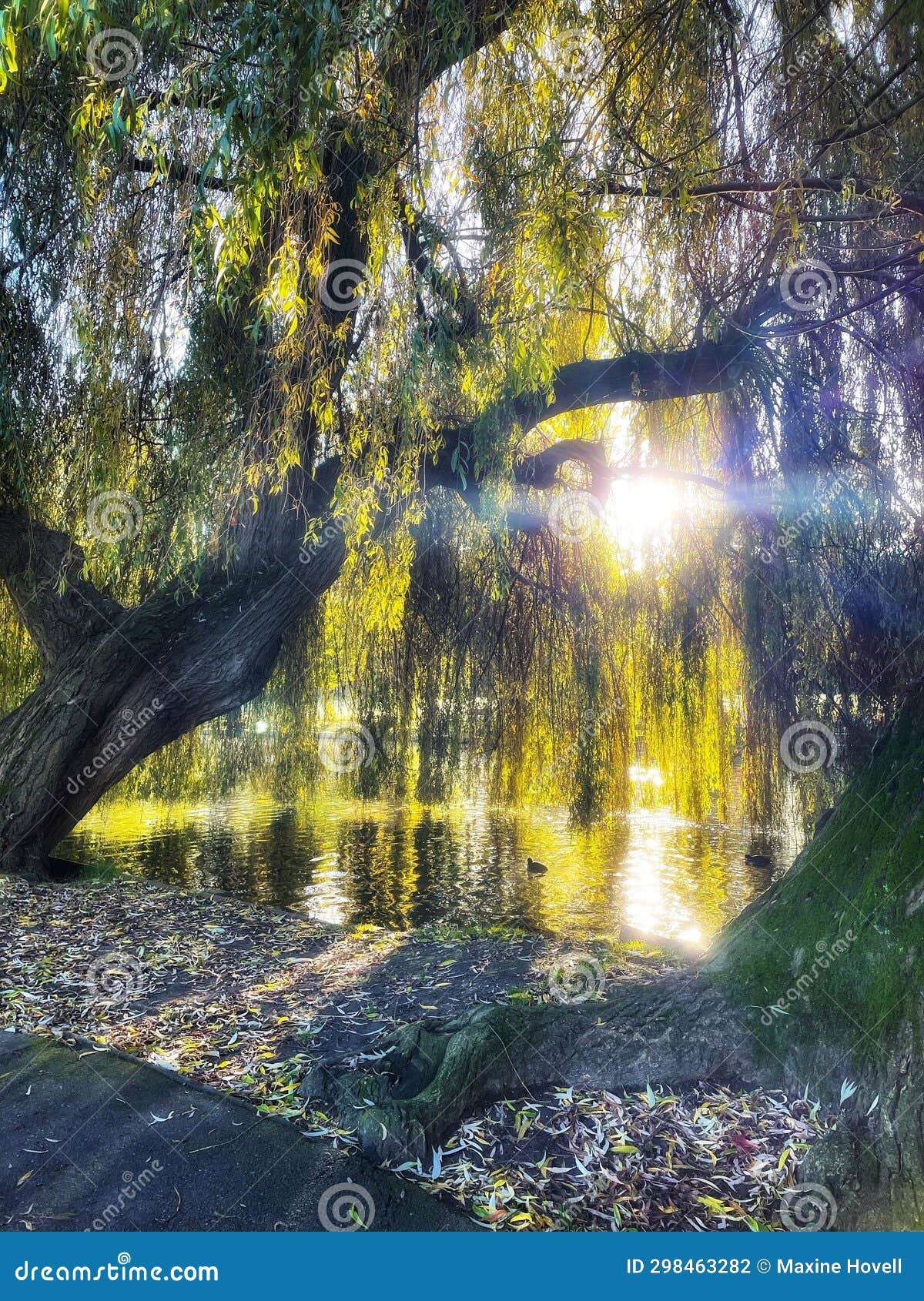 Sun Reflecting through Willow Tree Stock Photo - Image of silhouette ...