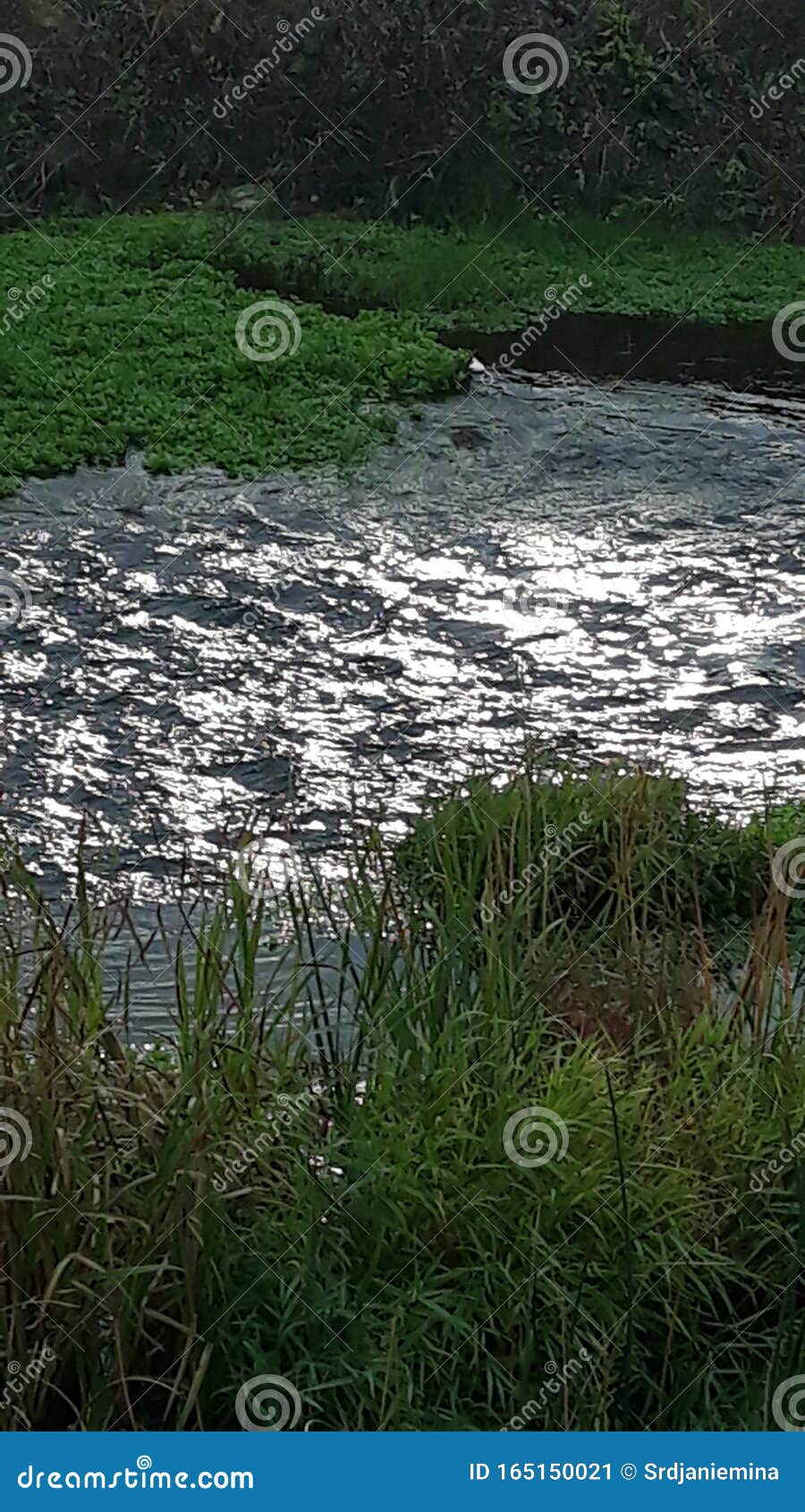 Sun Reflection in Small River Stock Image - Image of green, river ...