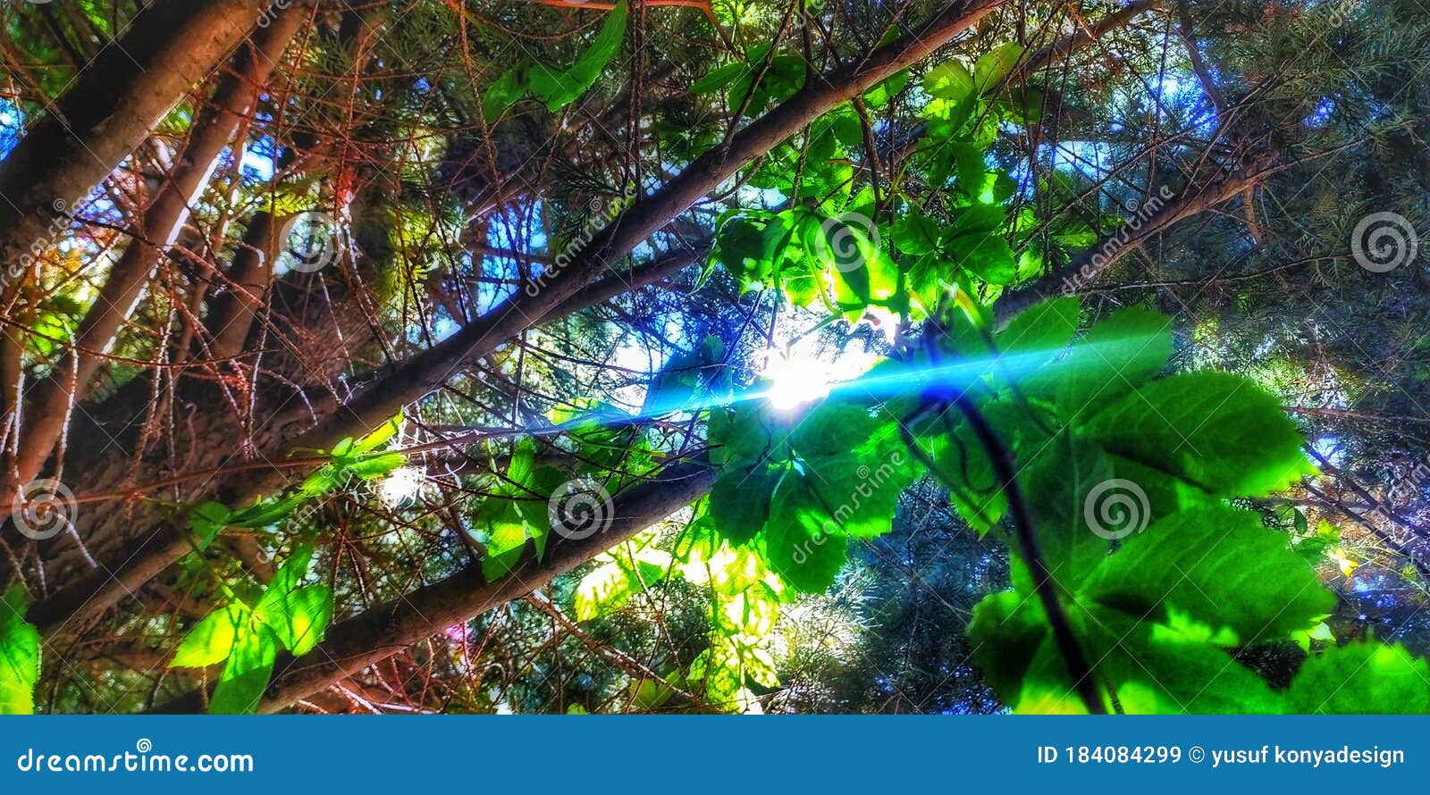 Sun Reflection on Tree Branches and Extending Leaves Stock Image ...