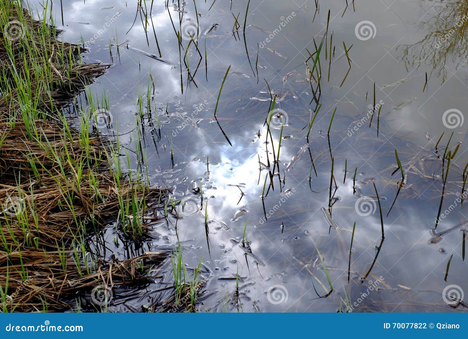 Sun Reflection in the Water Stock Photo - Image of grass, autumn: 70077822