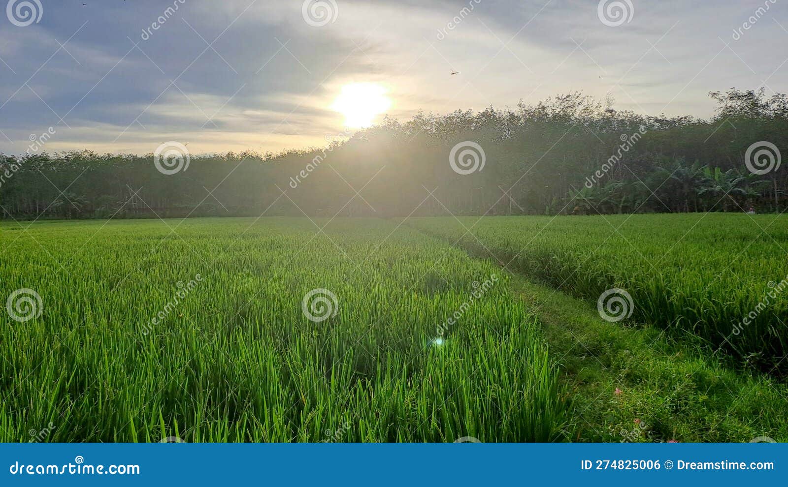 Sun and Rice in the Afternoon Stock Photo - Image of nature, afternoon ...