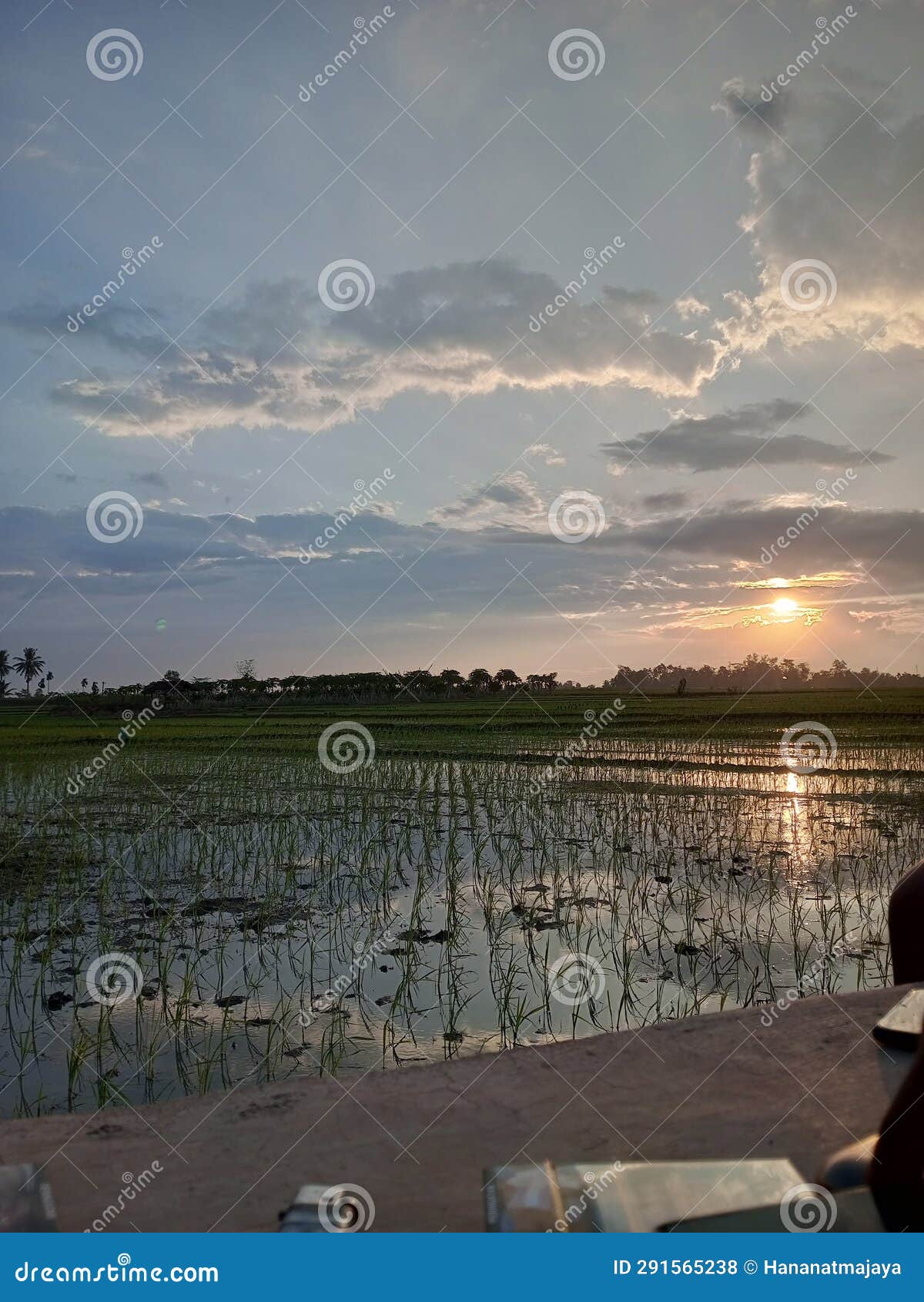 Sun rice fields stock photo. Image of nature, sunset - 291565238