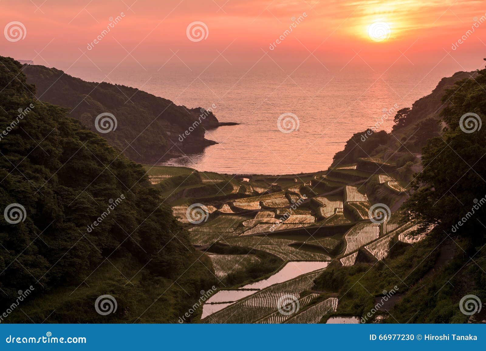 Sun and rice terraces stock photo. Image of cereal, corn - 66977230
