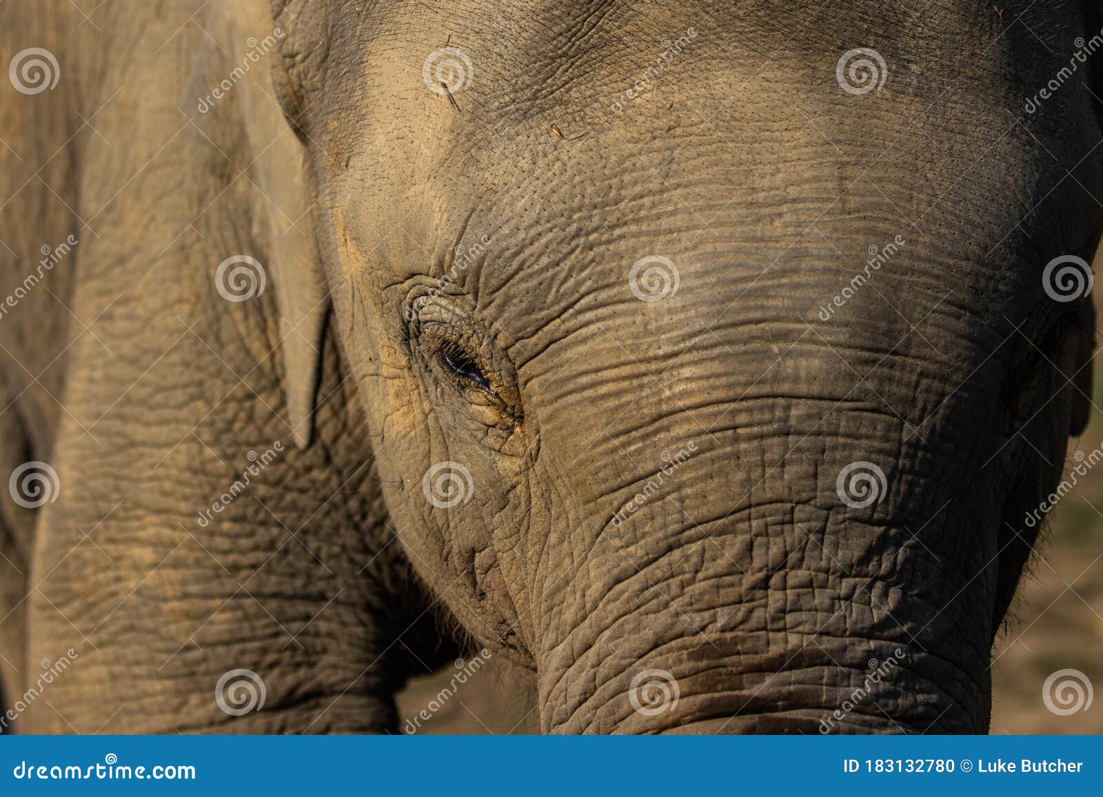 Sun Rise Elephant Portrait stock photo. Image of background - 183132780