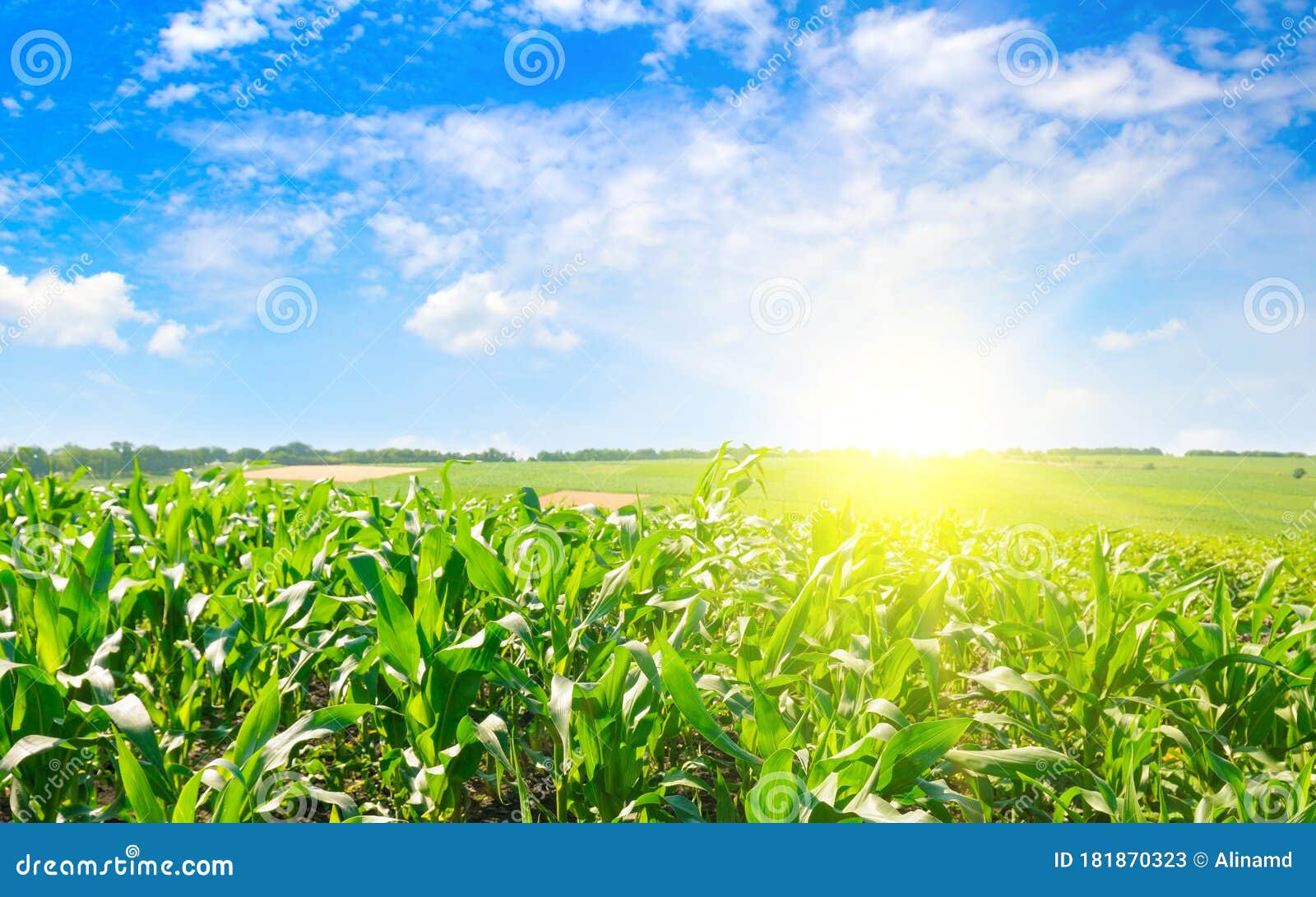 Sunrise Over the Corn Field Stock Image - Image of color, farm: 181870323
