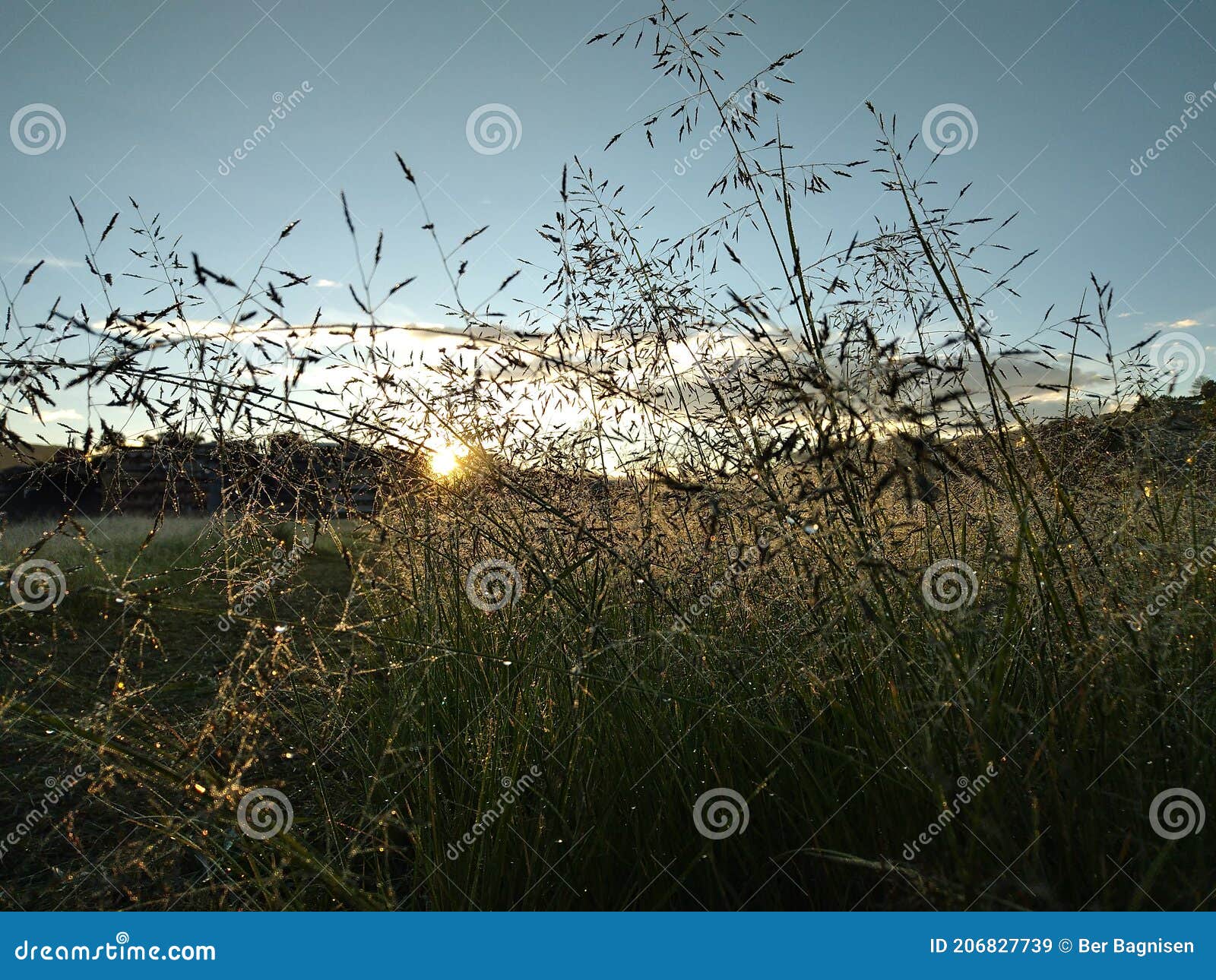The Sun Rise Rays on the Grass in the Ground. Stock Image - Image of ...
