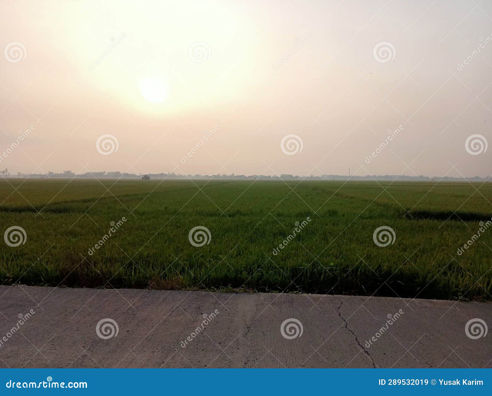 Sun Rise at Rice Field in North Vale Stock Image - Image of north, rise ...