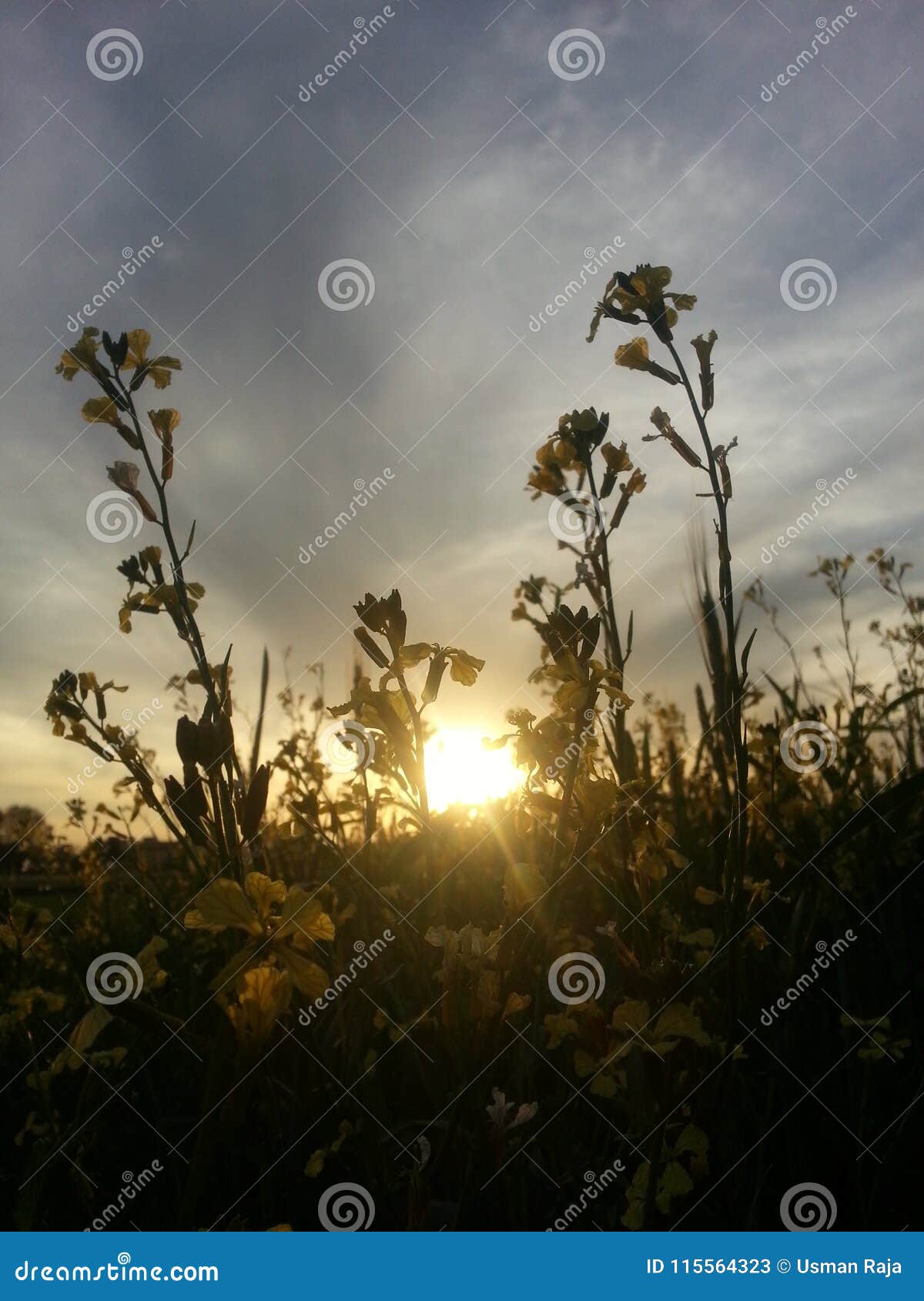 Sun rise stock image. Image of sight, rising, rise, beautiful - 115564323