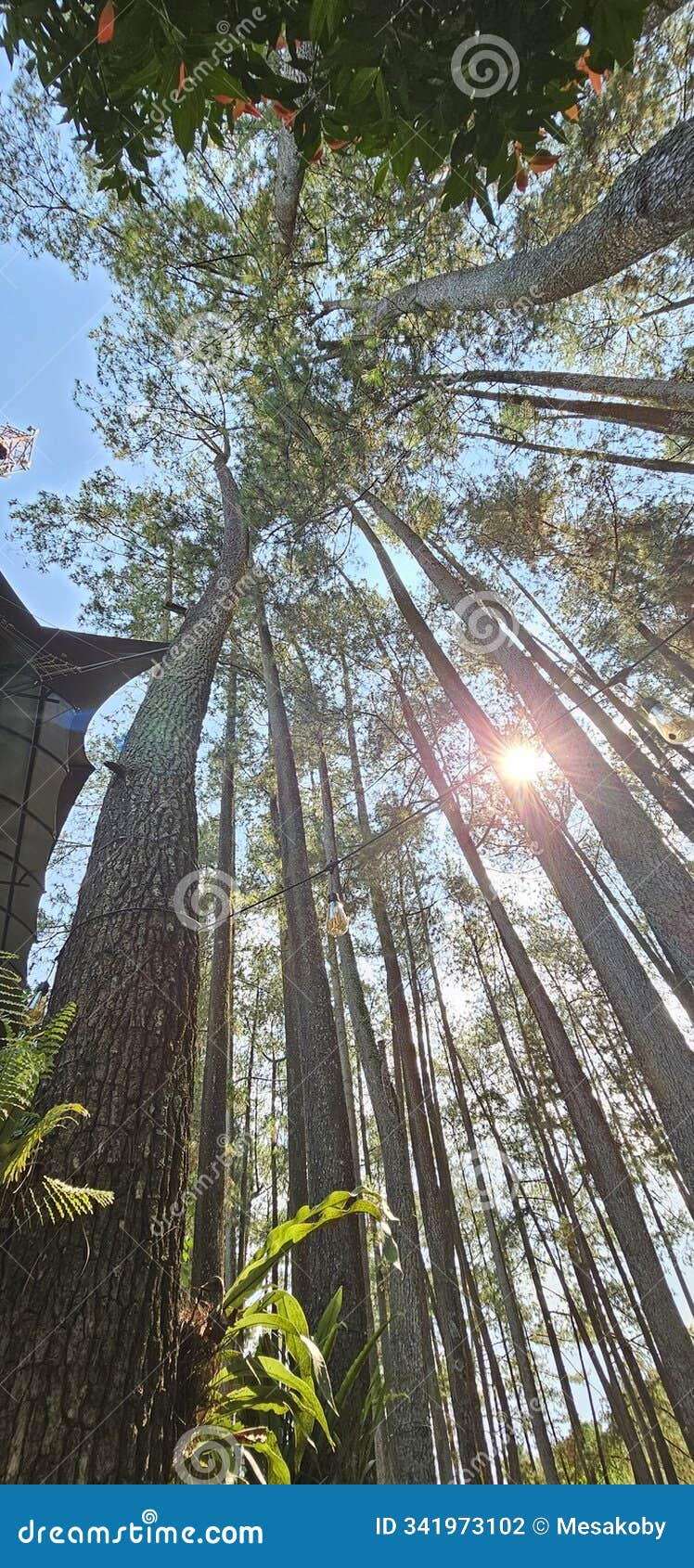 The Sun Rises Behind the Trees Stock Photo - Image of forest, woodland: 341973102