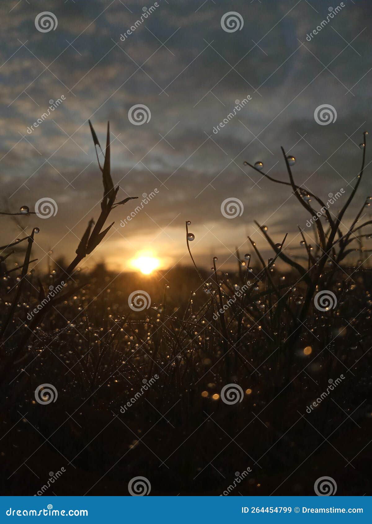 The Sun Rises from the East Stock Image - Image of nature, tree: 264454799