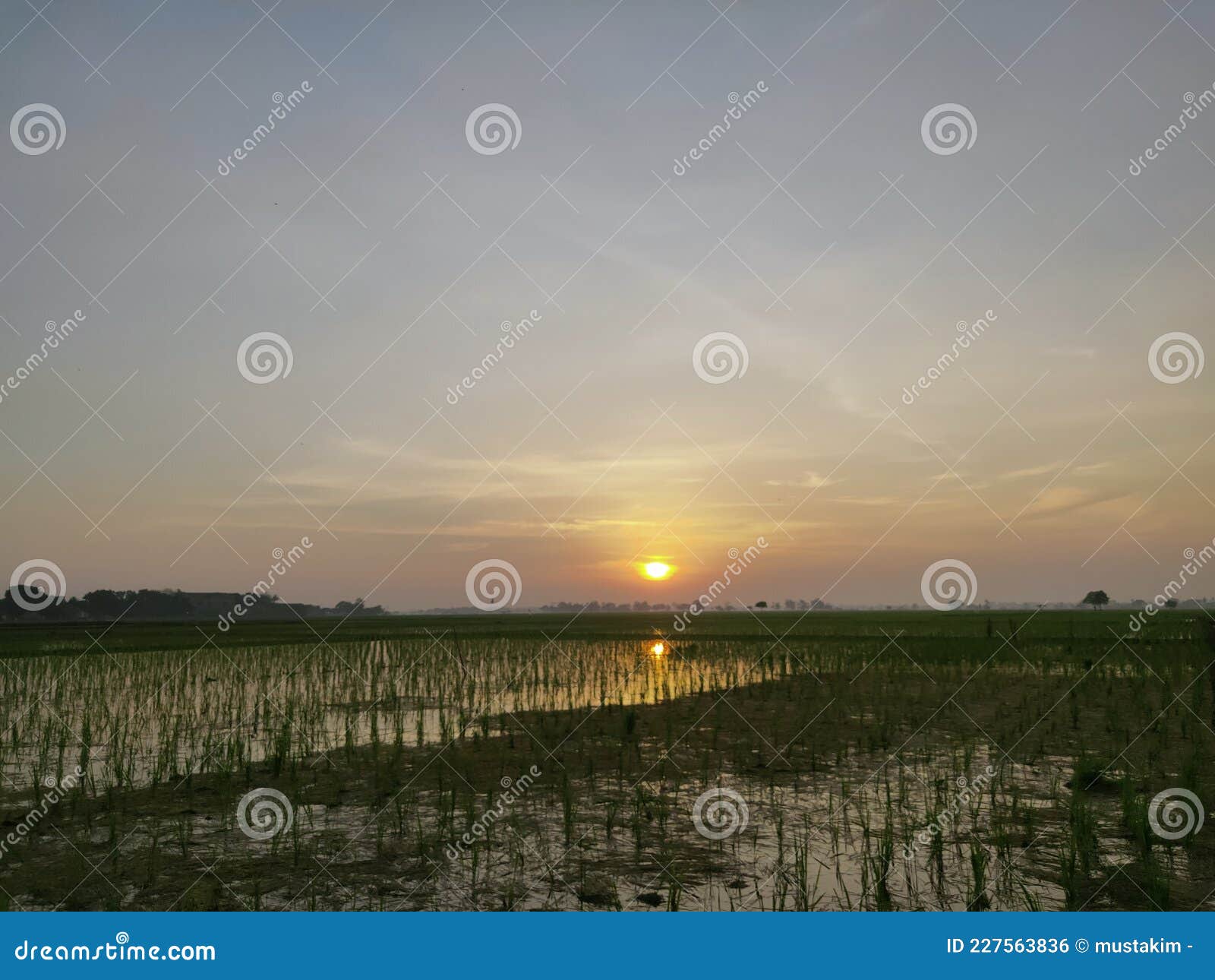 The Sun Rises from the East and the Rice Fields Stock Photo - Image of ...