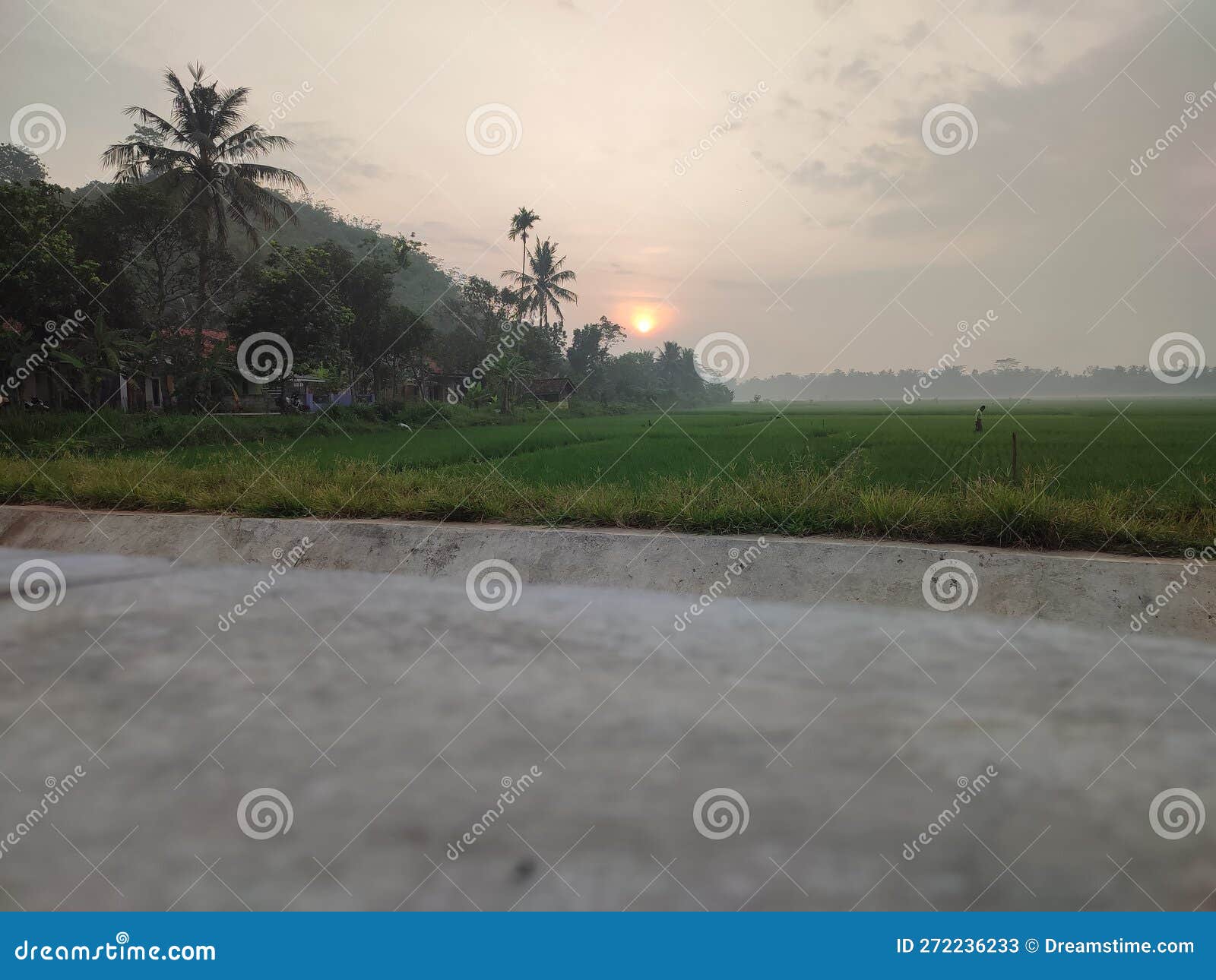 The Sun Rises from the East in the Rice Fields Stock Image - Image of ...