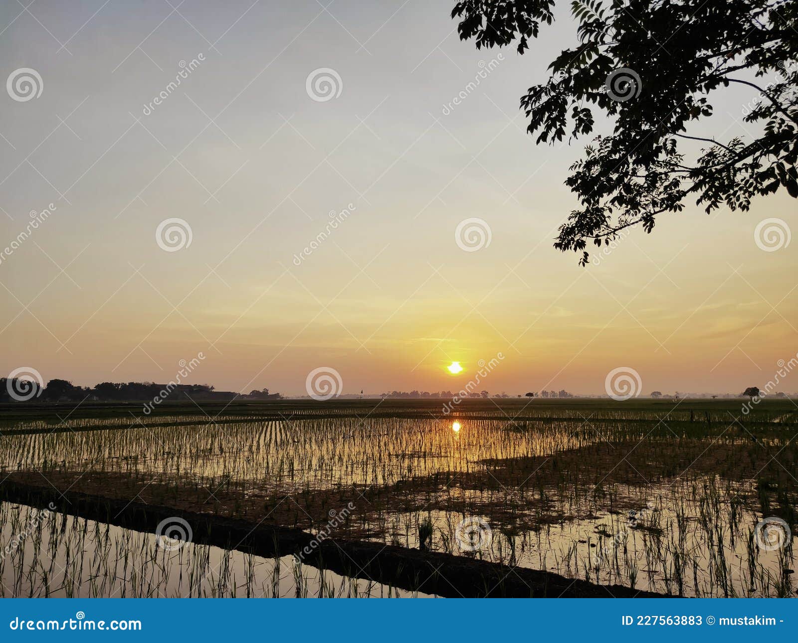 The Sun Rises from the East, the Rice Fields and Silhouette Stock Image ...