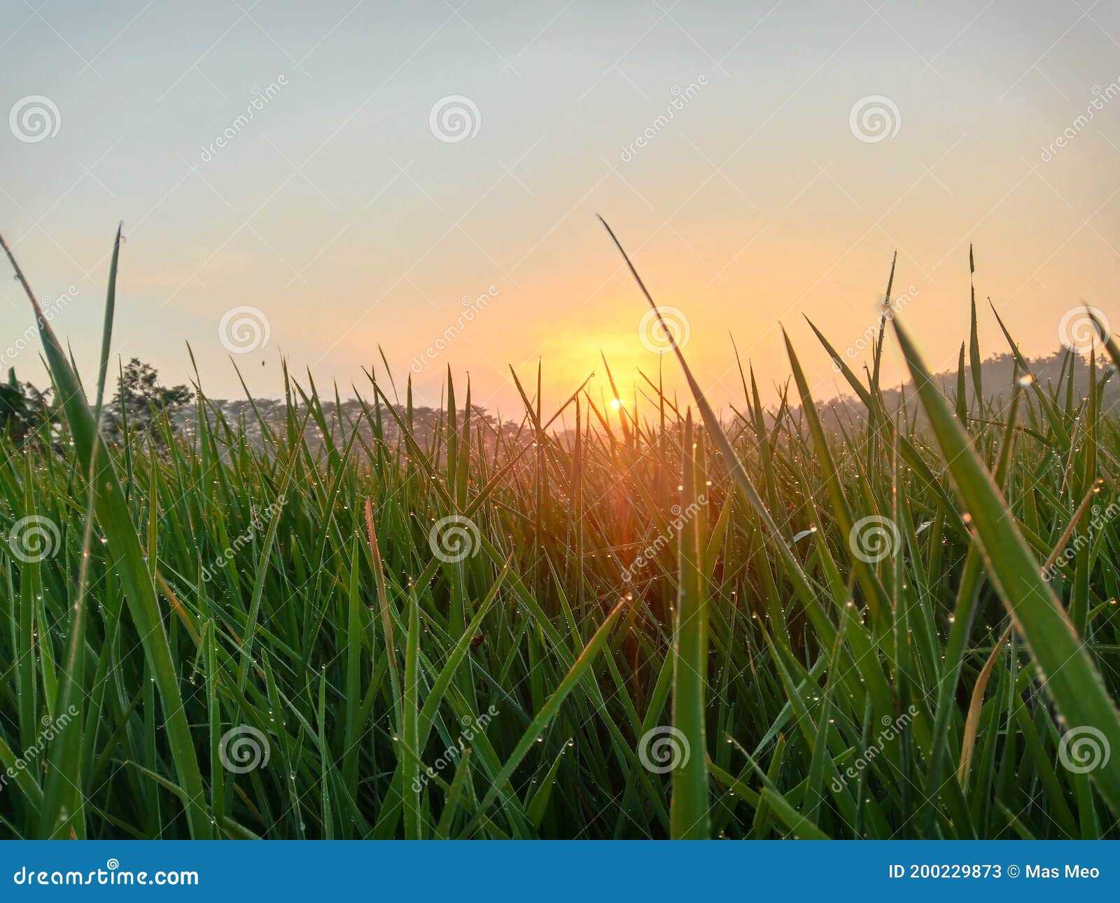 The Sun Rises in the Middle of the Rice Fields with Beautiful Dew Stock ...