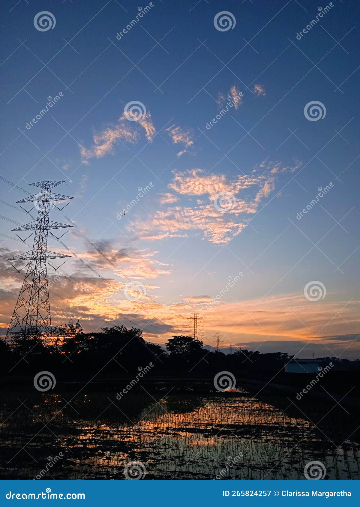 When the Sun Rises Over the Rice Fields with the Birds Flying in the ...