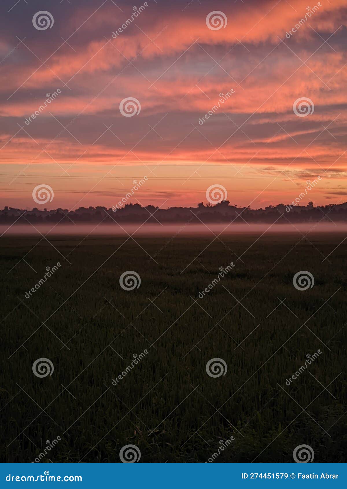 The Sun Rises Over the Vast Rice Fields Stock Image - Image of rice ...