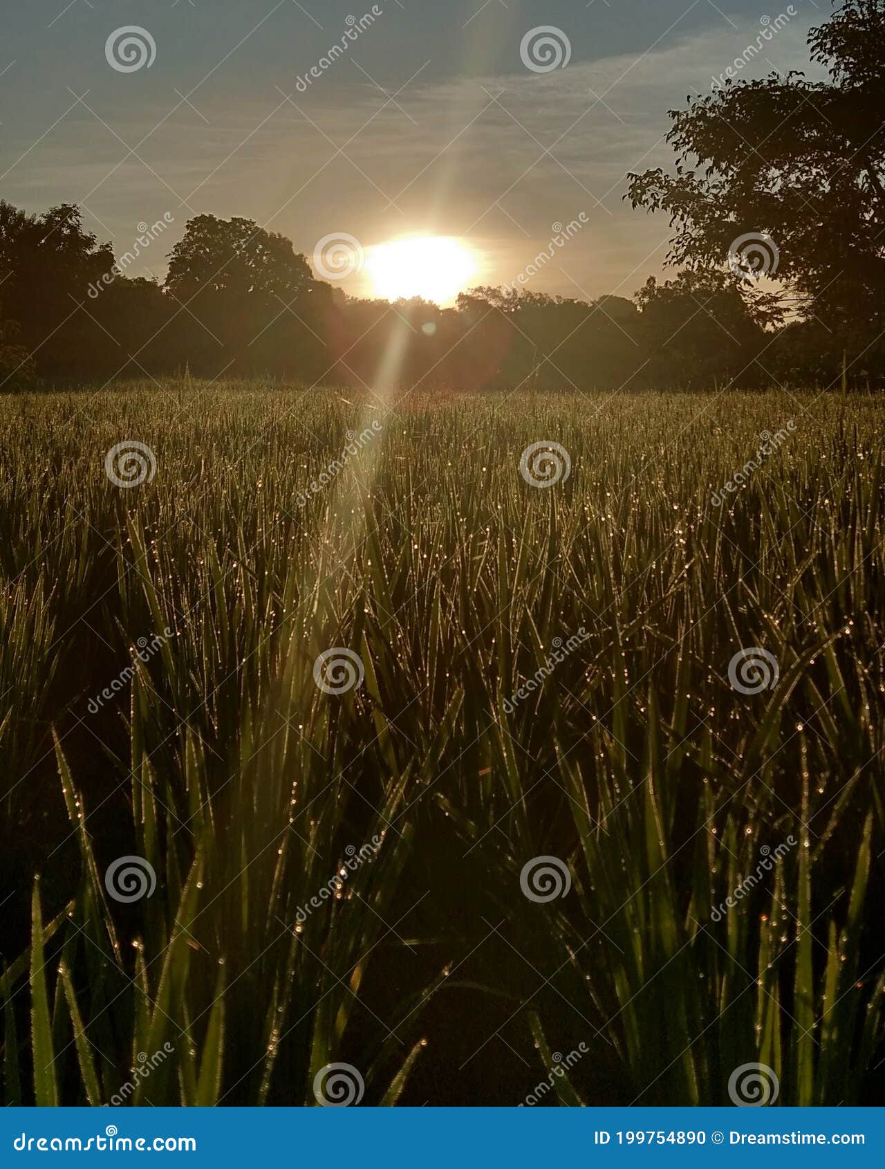 Sun rises stock photo. Image of photograph, sunset, rises - 199754890