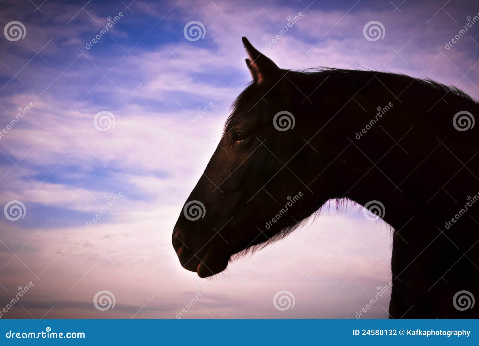 The Sun is Rising stock photo. Image of mammal, horse - 24580132