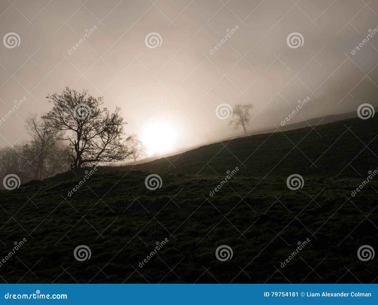 Sun Rising Behind a Meadow and Tree on a Hill Stock Image - Image of ...