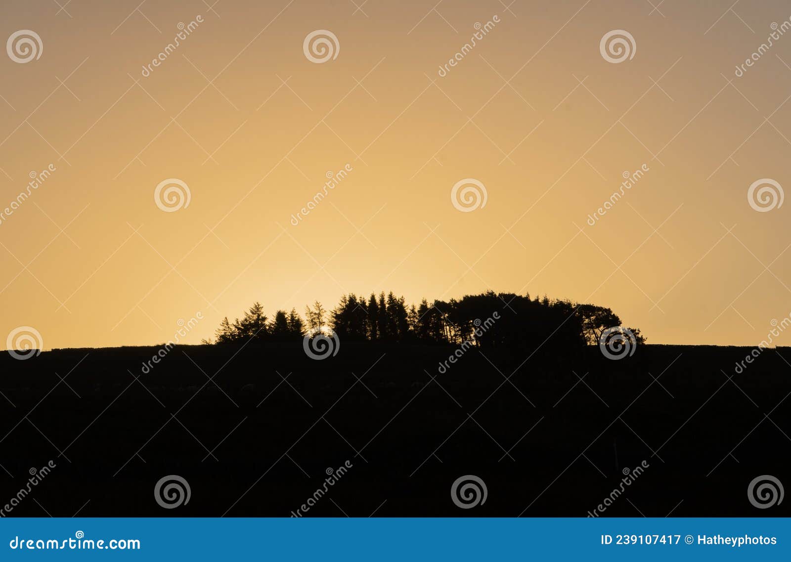 Sun Rising Behind Trees Northumberland, UK Stock Image - Image of wood ...