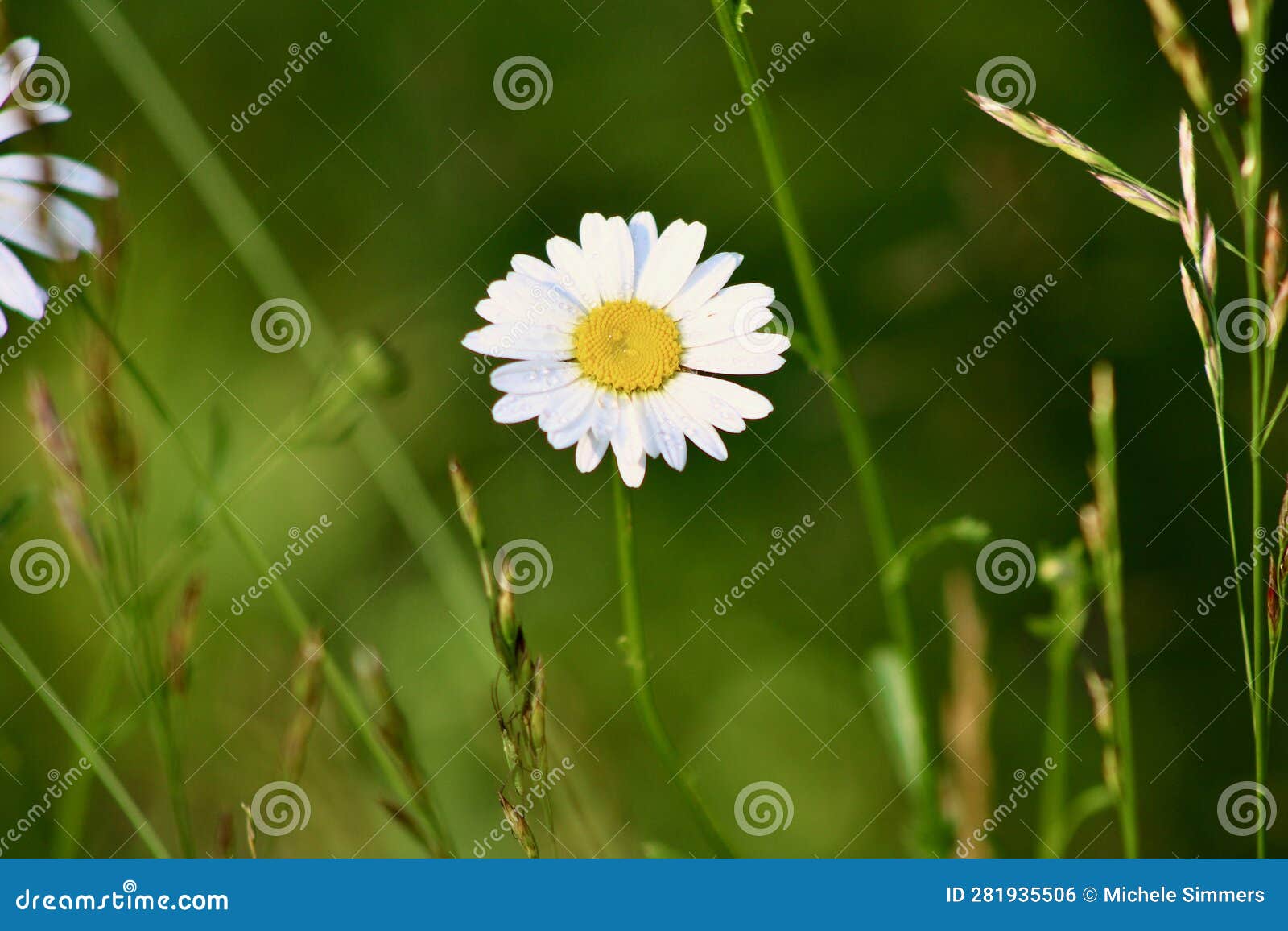 Soft Early Morning Sunrays Catch the Dew and Remaining Raindrops on the ...