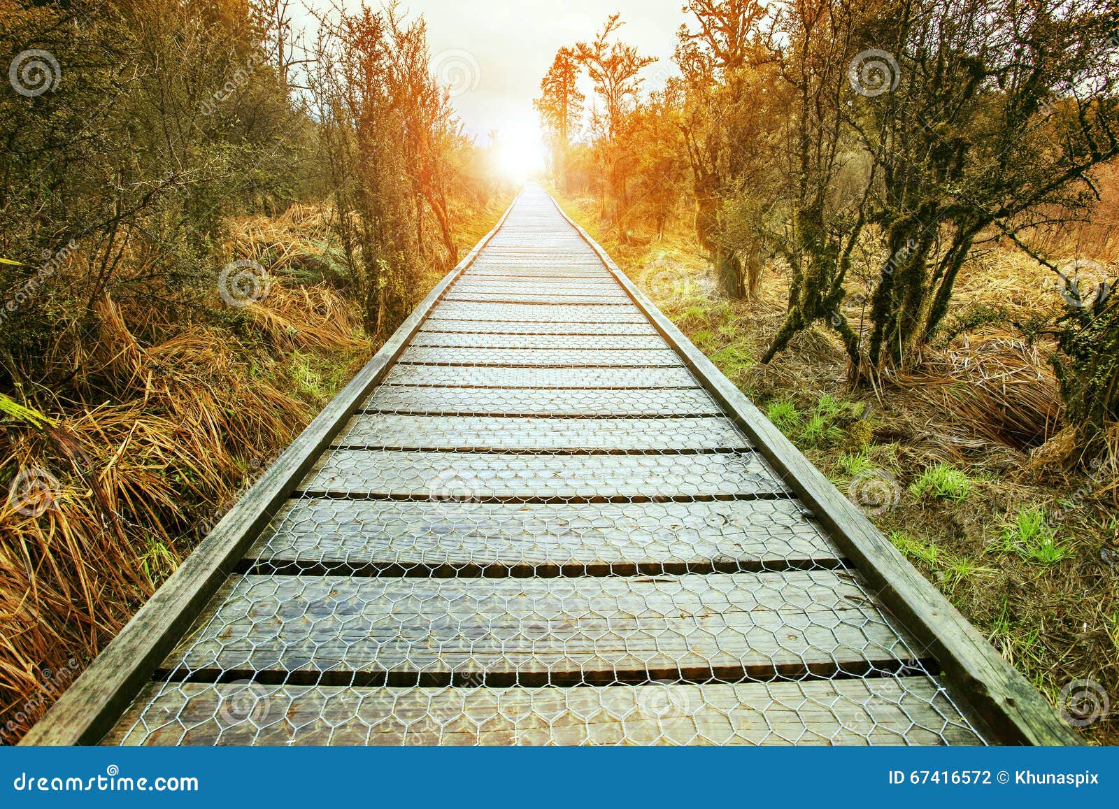 Sun Rising End of Perspective Wood Walking Path in Natural Wild Stock ...