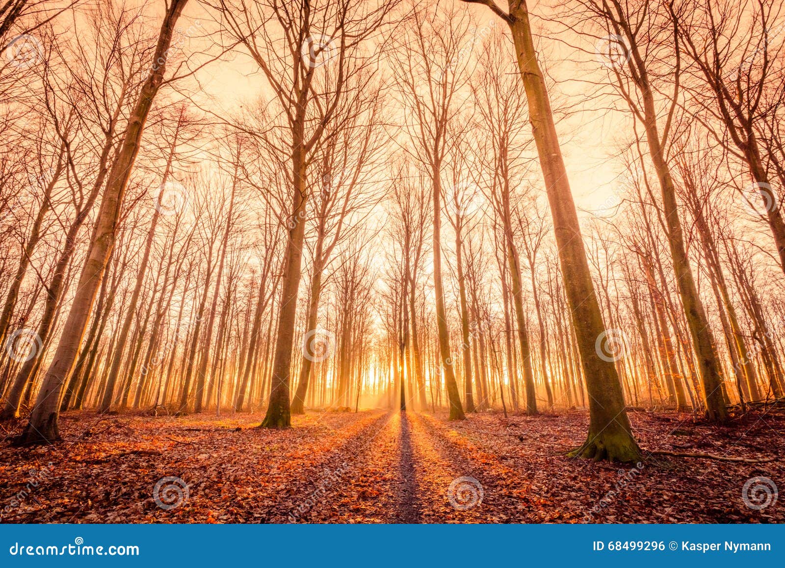 Sun is Rising in the Forest Stock Photo - Image of beam, countryside ...