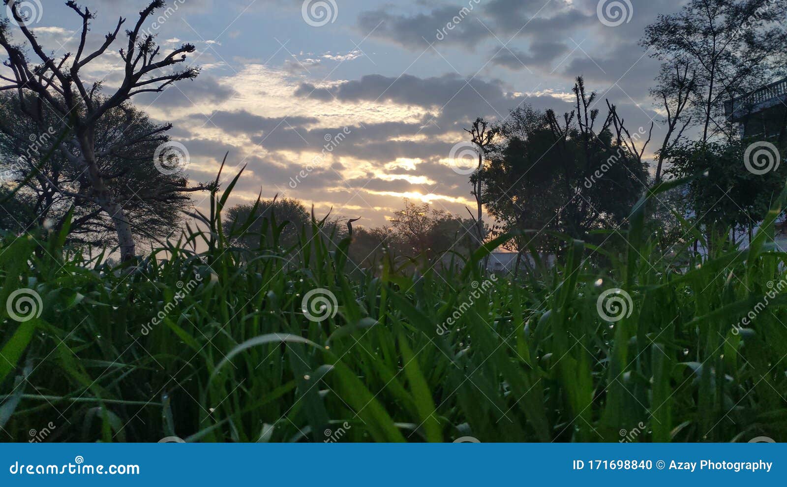 Sun is Rising among the Green Crops. Stock Photo - Image of crops ...