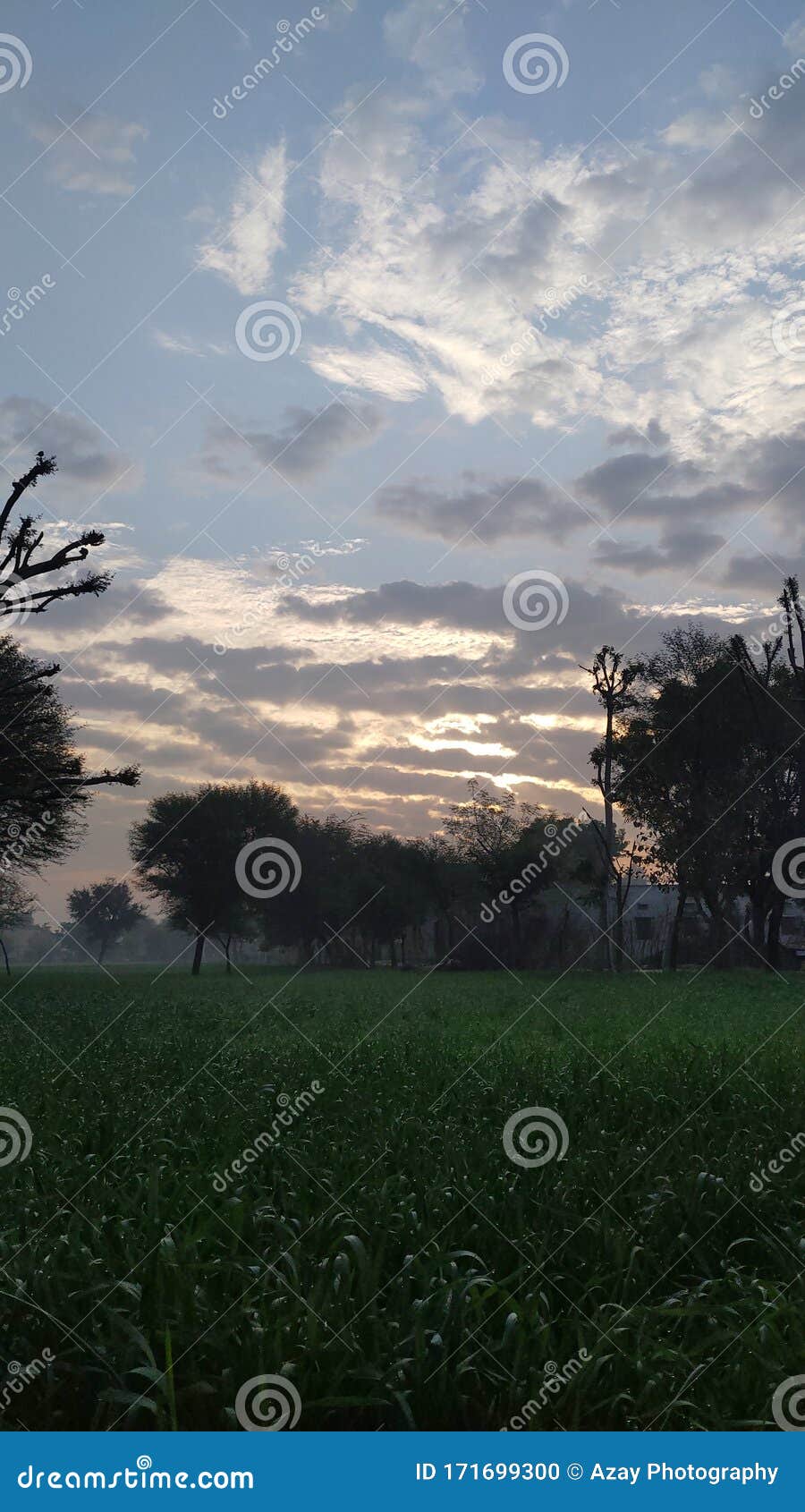 Sun is Rising among the Green Crops. Stock Photo - Image of trees ...