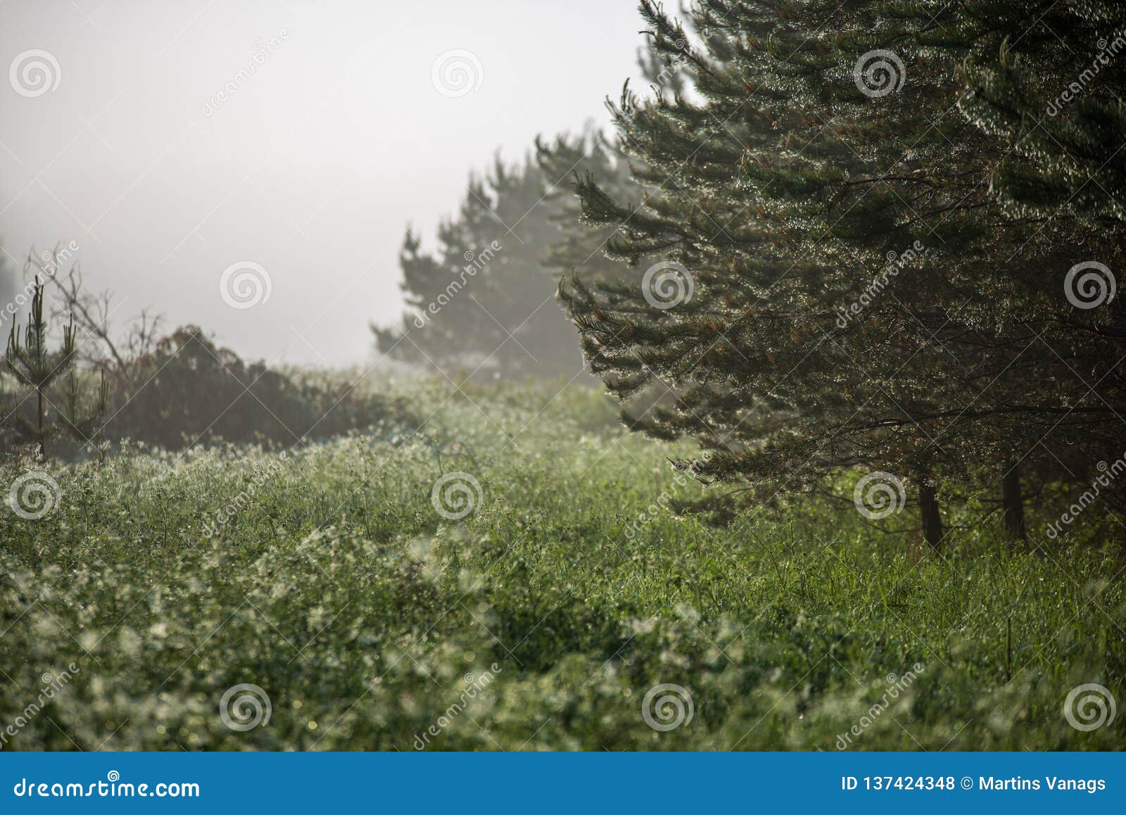 Sun Rising in Mist Covered Forest Stock Photo - Image of nature, mist ...