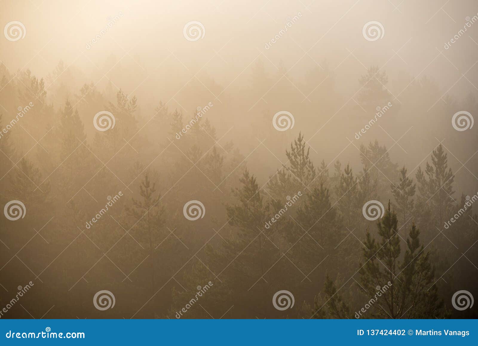 Sun Rising in Mist Covered Forest Stock Photo - Image of haze, rays ...