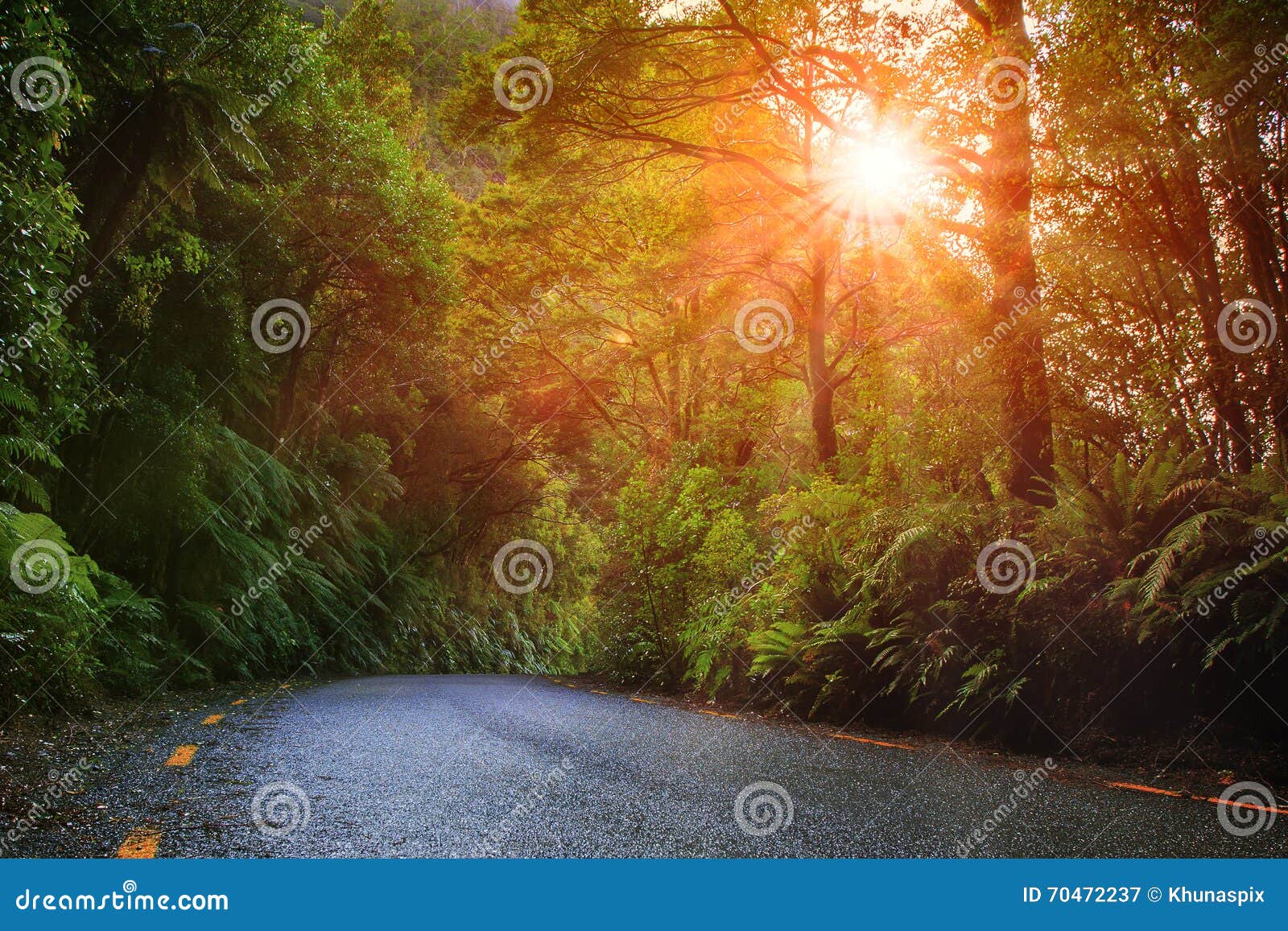 Sun Rising and Moisture Fern Forest Stock Image - Image of background ...