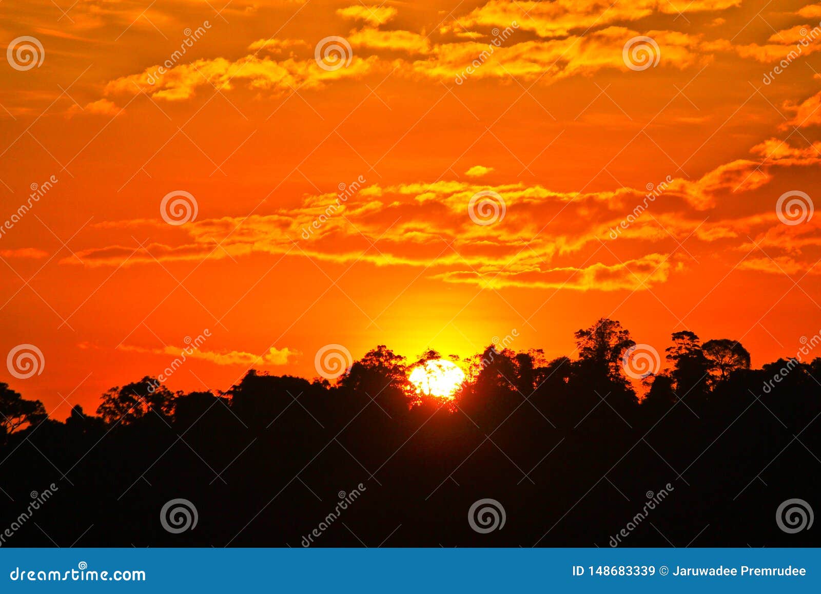 The Sun is Rising with Orange Sky and the Silhouette of the Tree Stock ...