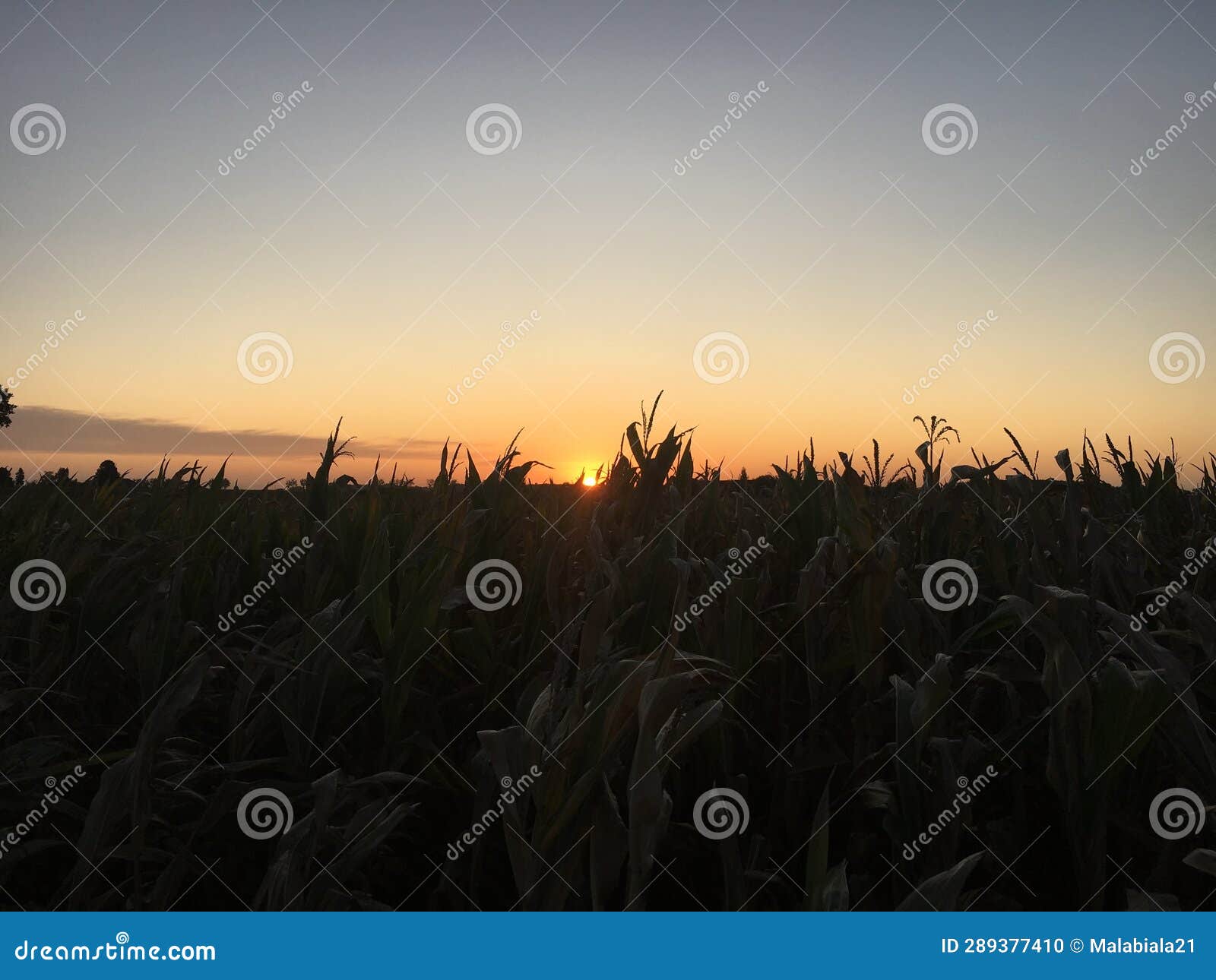 The Sun Rising Over the Corn Field Stock Photo - Image of rising, corn ...