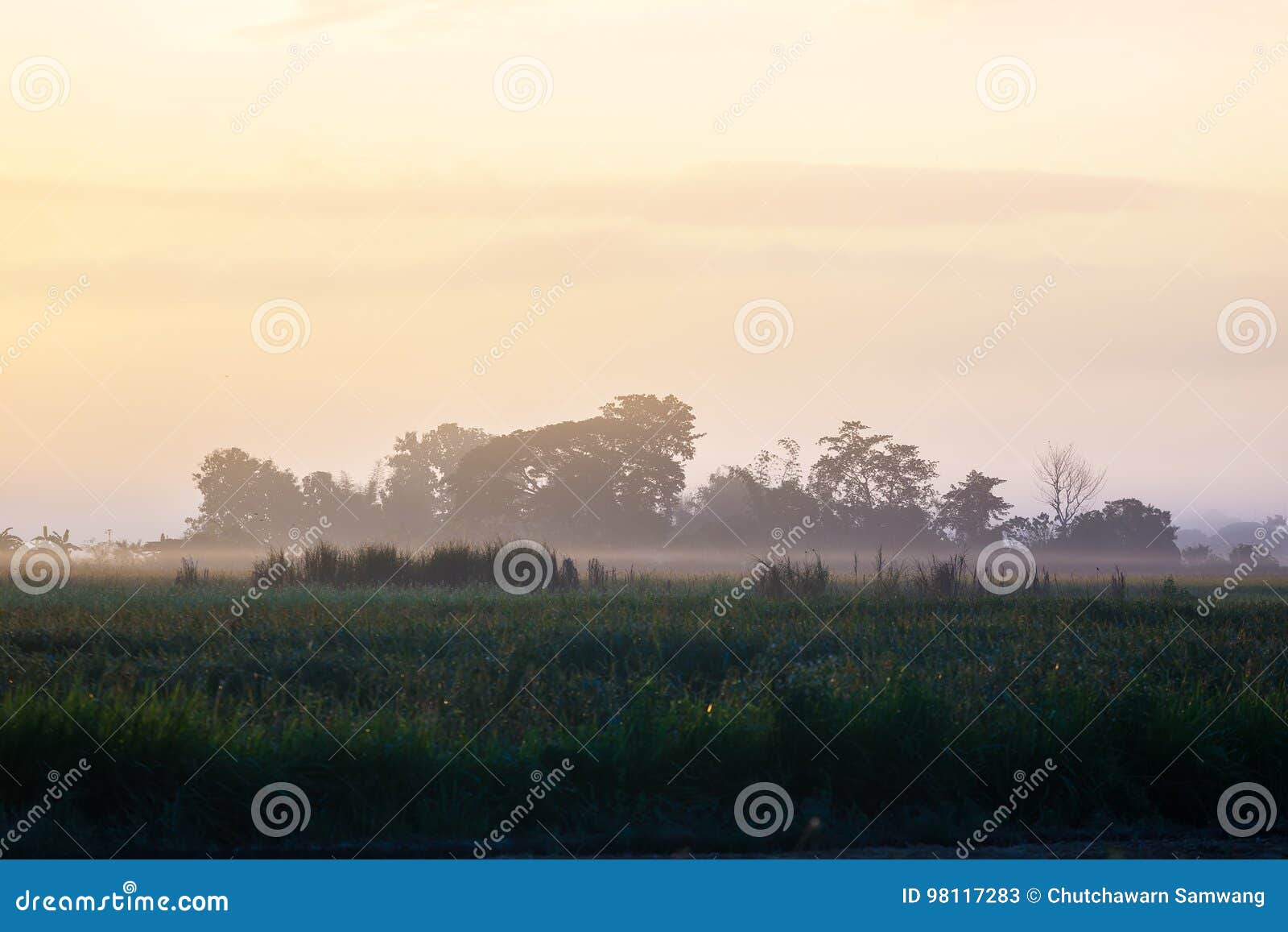 The Sun Rising Over the Silhouette Trees Stock Image - Image of meadow ...