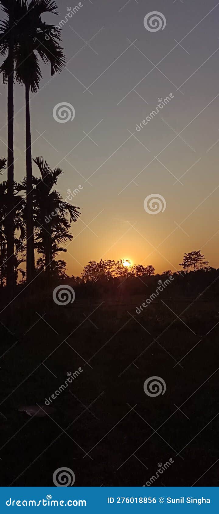 The Sun Rising Scenery in Assam Stock Photo - Image of rising, trees ...