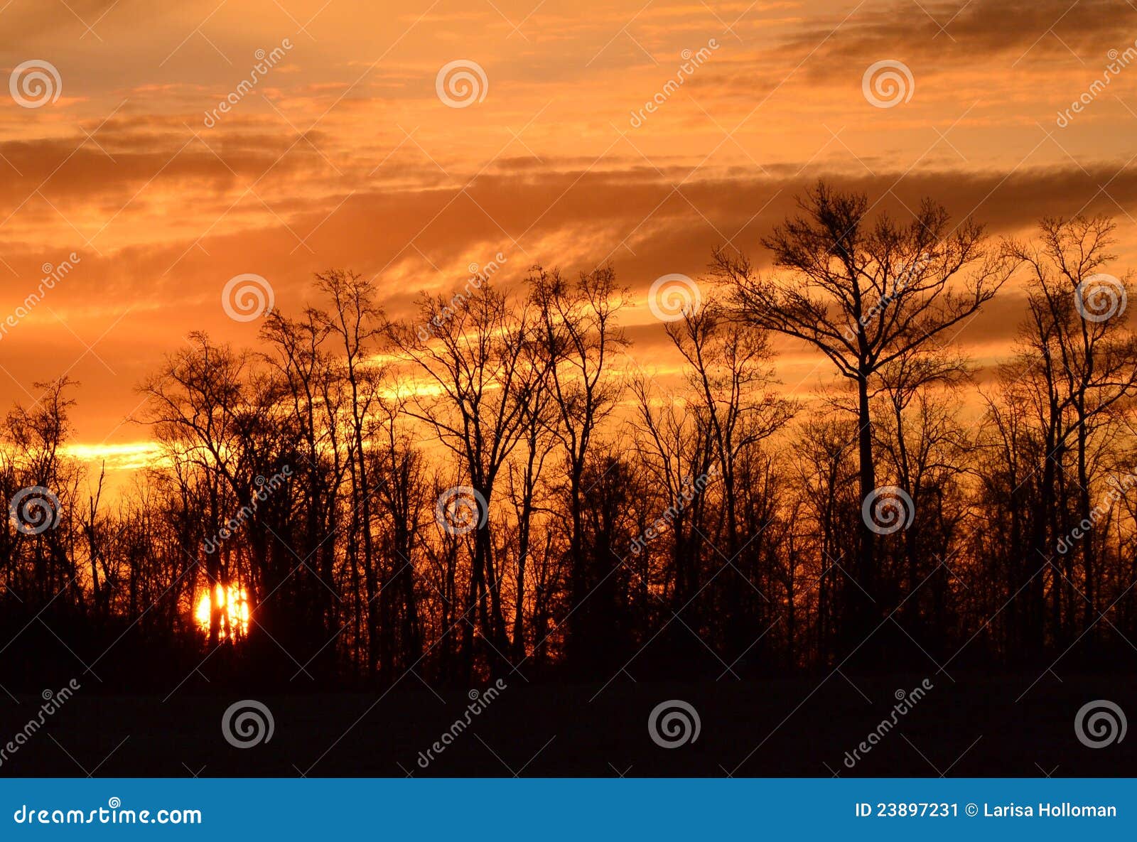 Sun Rising through the Trees Stock Image - Image of woods, clouds: 23897231