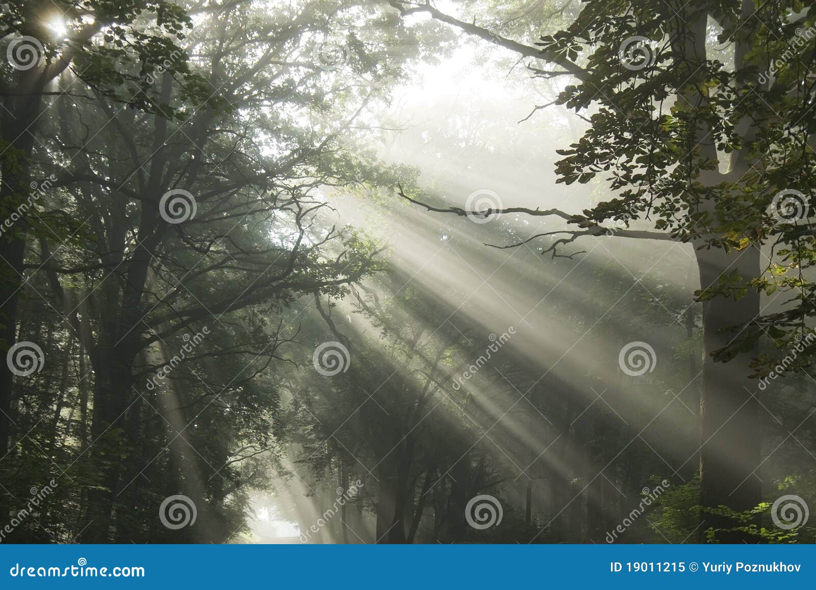 Sun s rays stock image. Image of plants, summer, scenic - 19011215