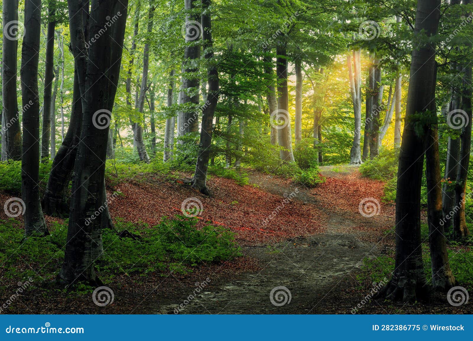 Sun S Rays Beaming Down through a Canopy of Trees in a Lush Forest ...