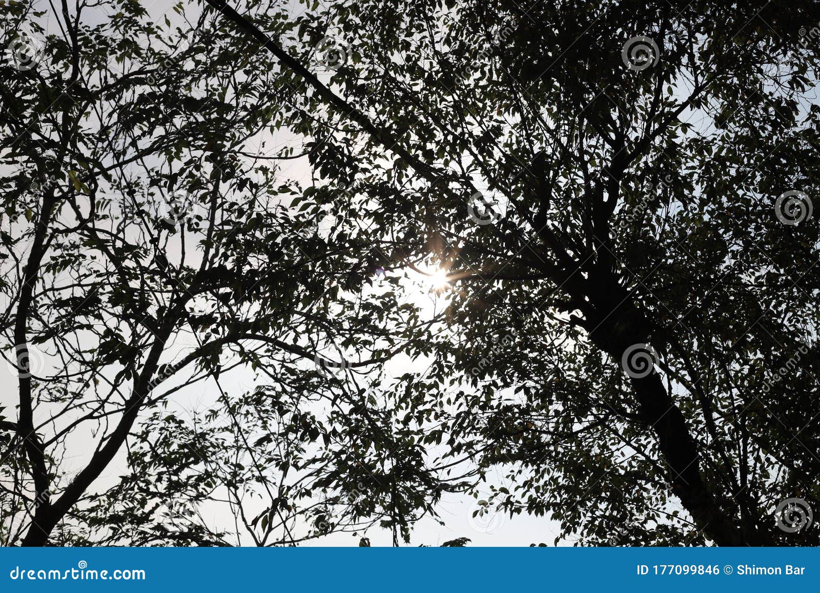 The Sun`s Rays Break through the Clouds and Leaves of Trees Stock Photo ...