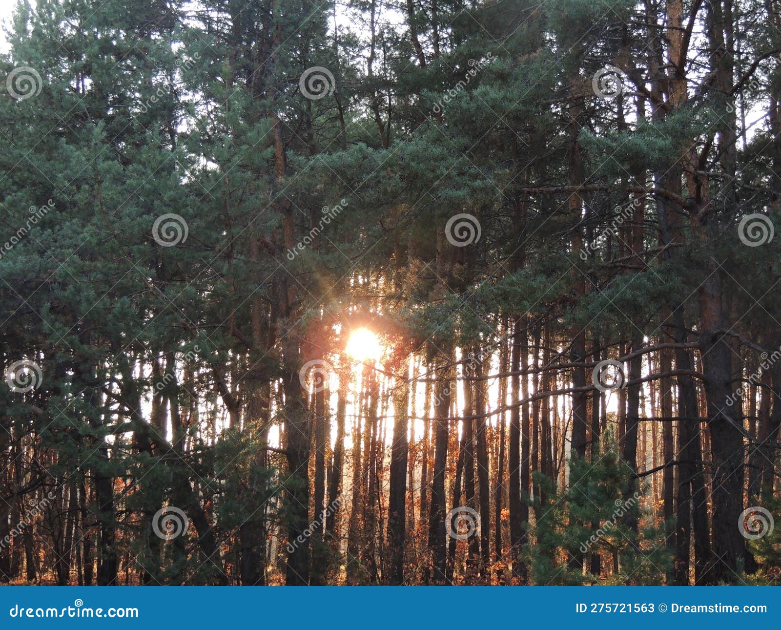 The Sun& X27;s Rays Break through the Trees Stock Image - Image of ...