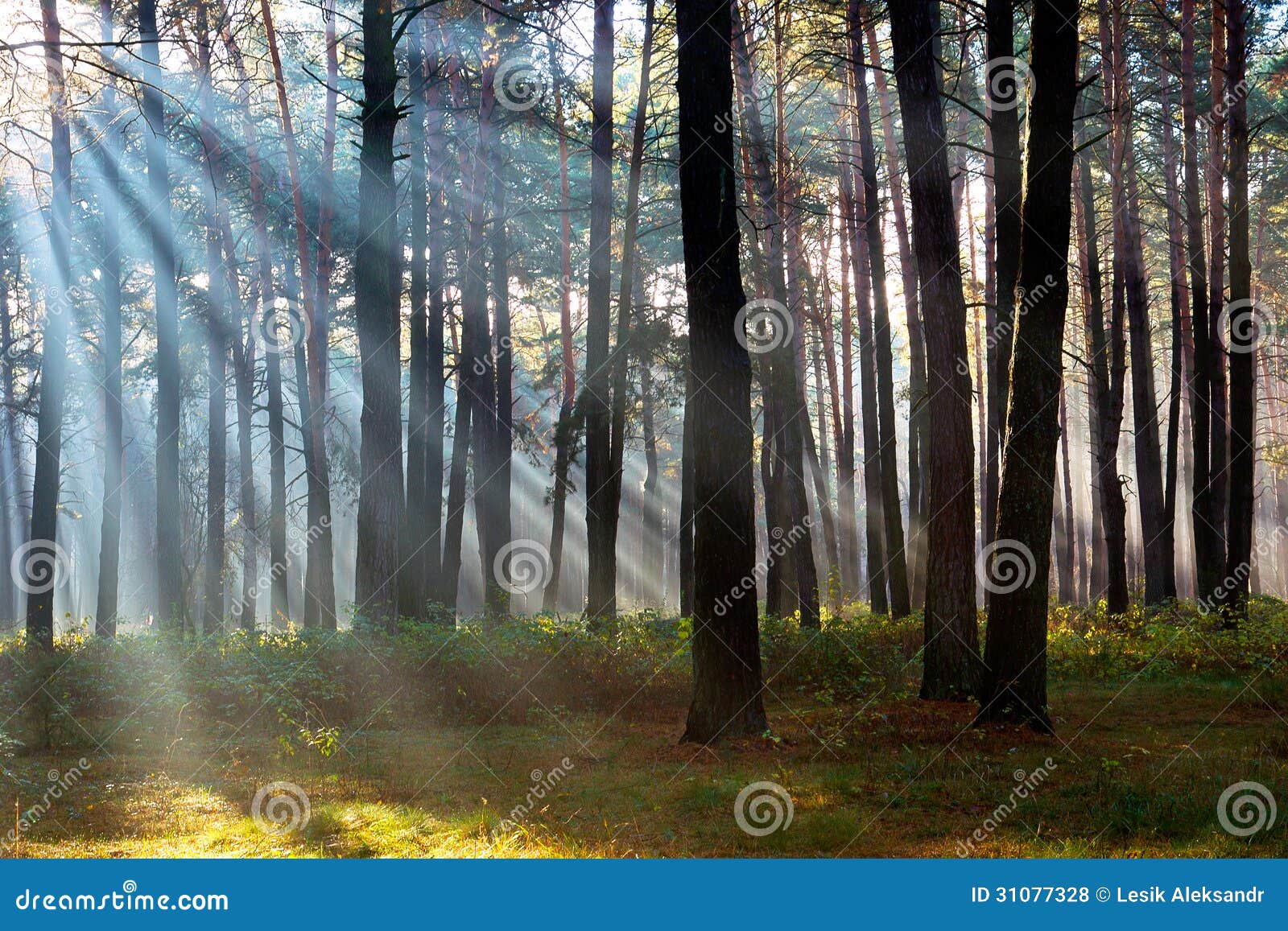 The Sun S Rays Breaking through the Trees in the Pine Forest Stock ...