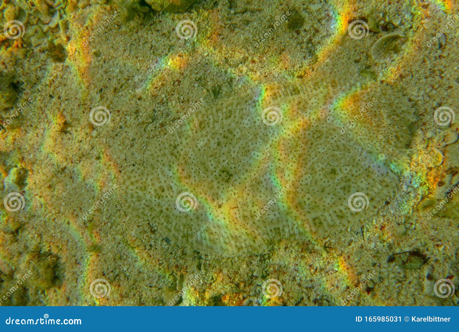 Finless Sole, Flatfish Camouflaged On Sandy Seabed Pardachirus ...