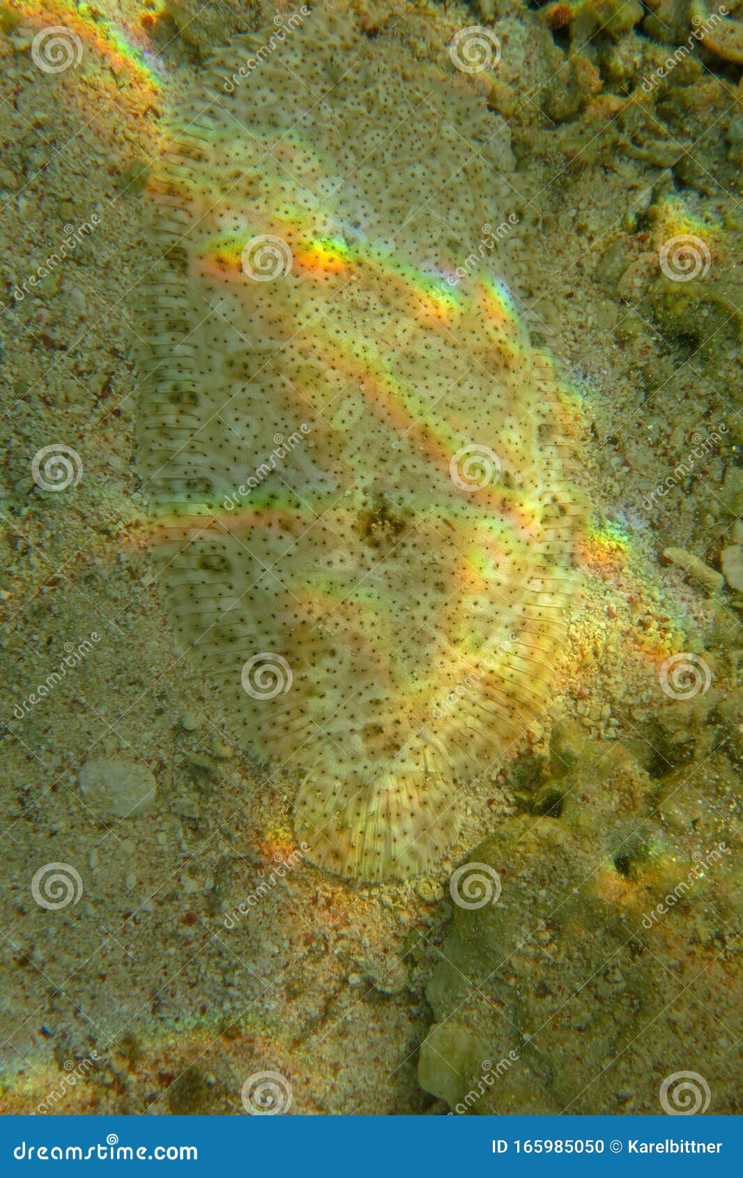 Finless Sole, Flatfish Camouflaged On Sandy Seabed Pardachirus ...