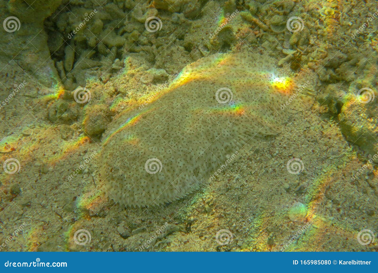 Finless Sole, Flatfish Camouflaged On Sandy Seabed Pardachirus ...