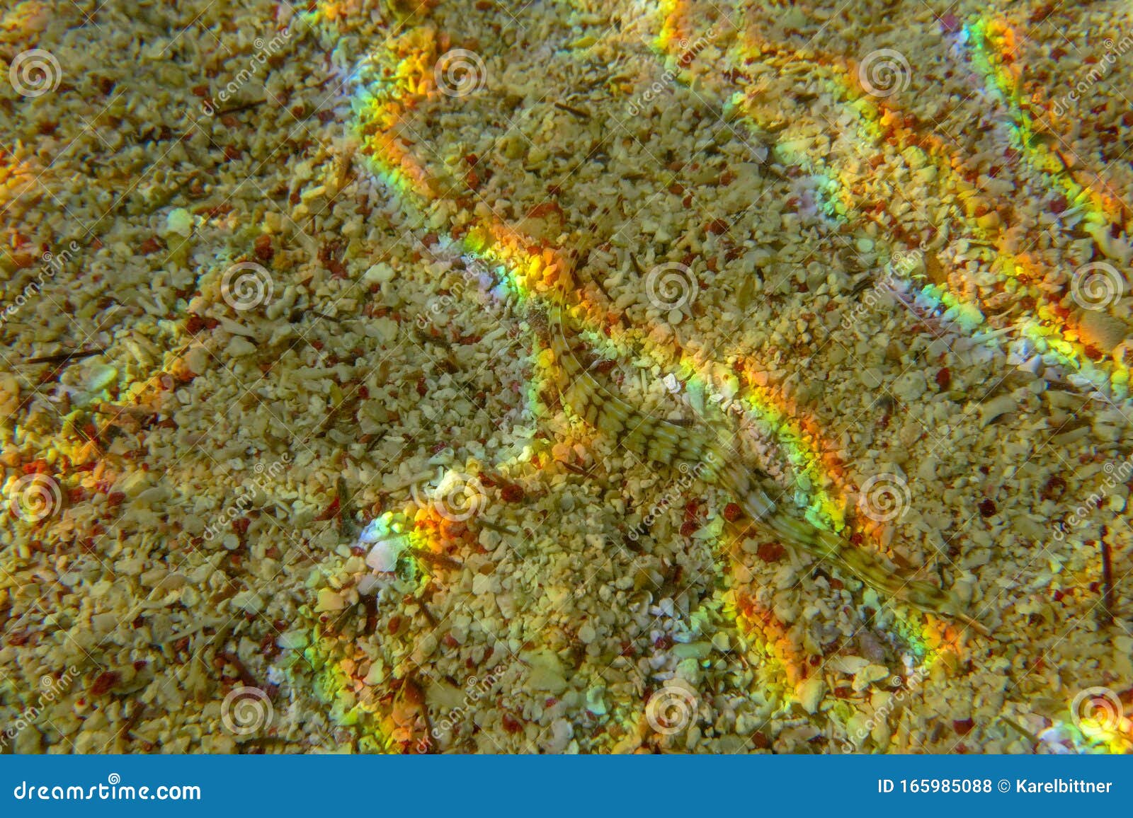 Finless Sole, Flatfish Camouflaged On Sandy Seabed Pardachirus ...