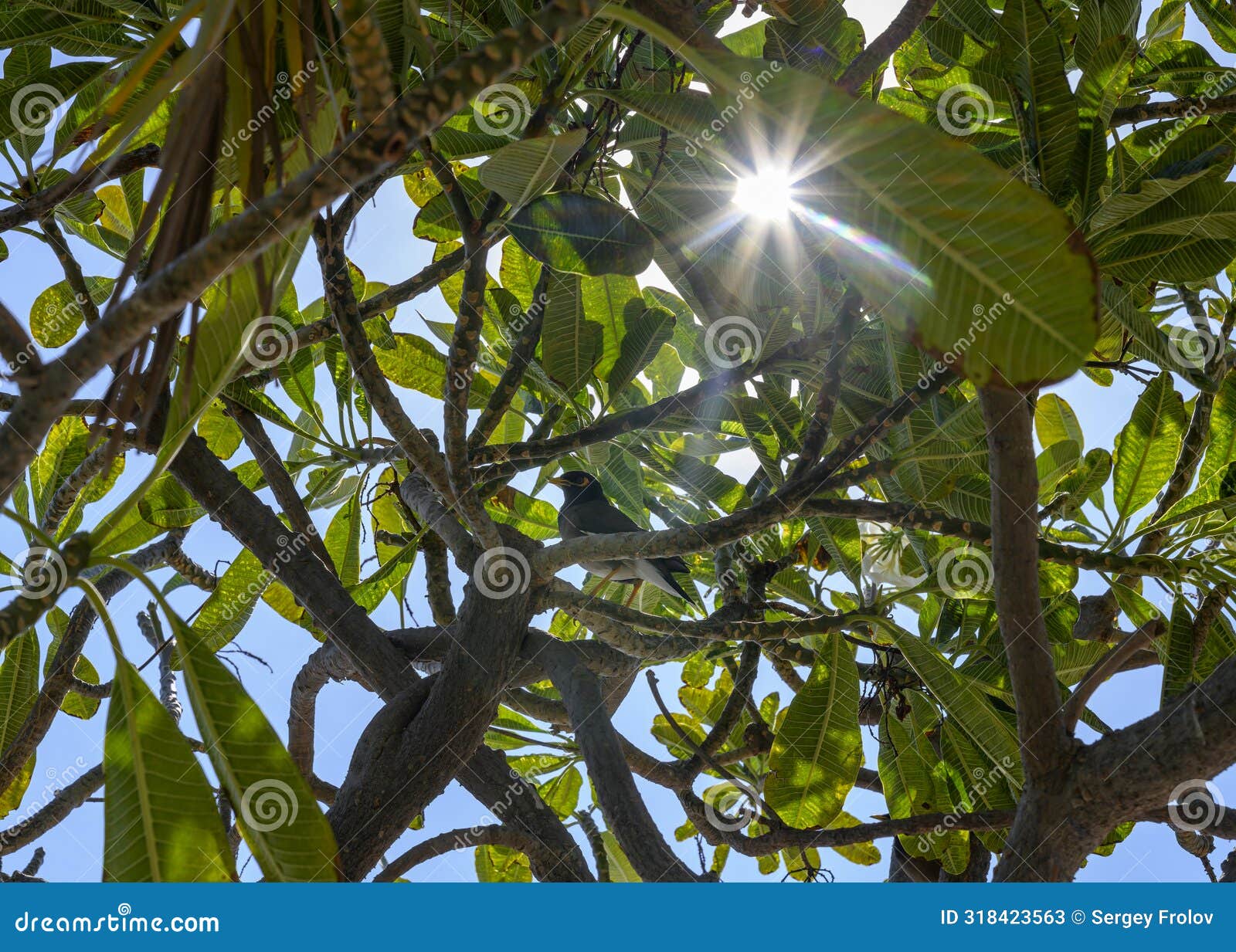 The Sun S Rays through the Crown of a Tropical Tree with a Bird on a ...