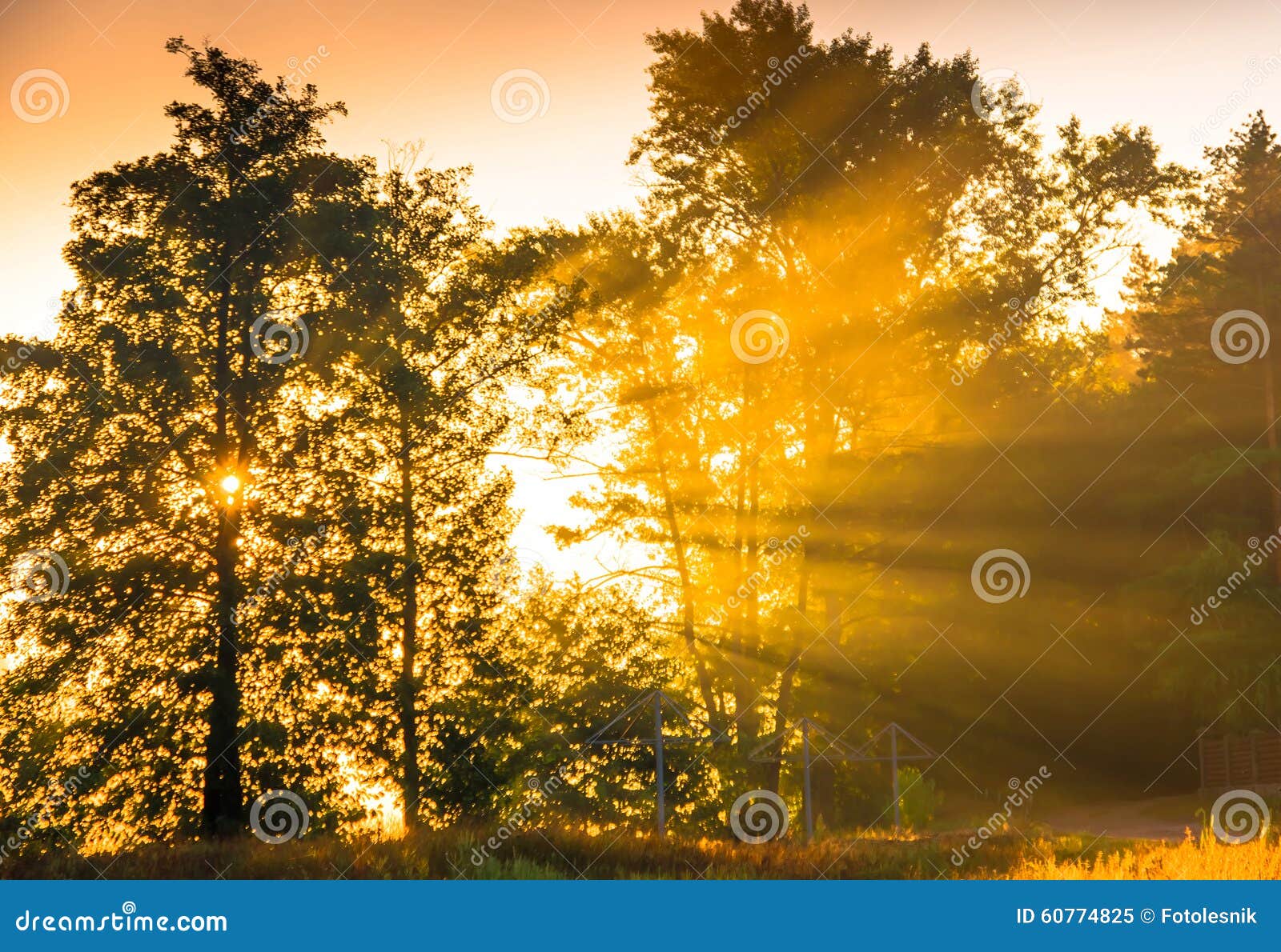The Sun S Rays Filtering through a Tree Early Stock Image - Image of ...