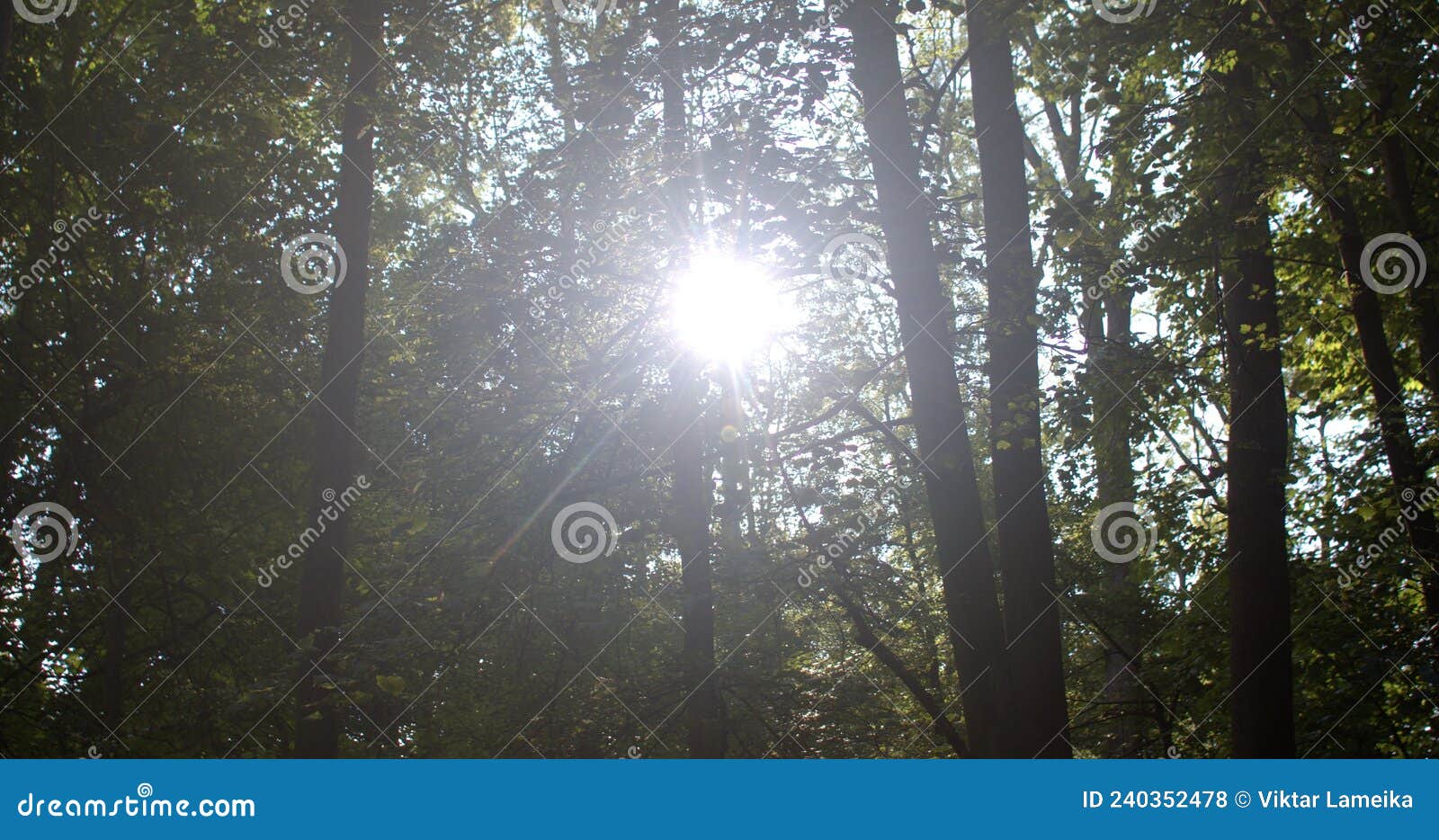 Bright Sunlight Shining through Trees. No People. Sun S Rays in Forest ...